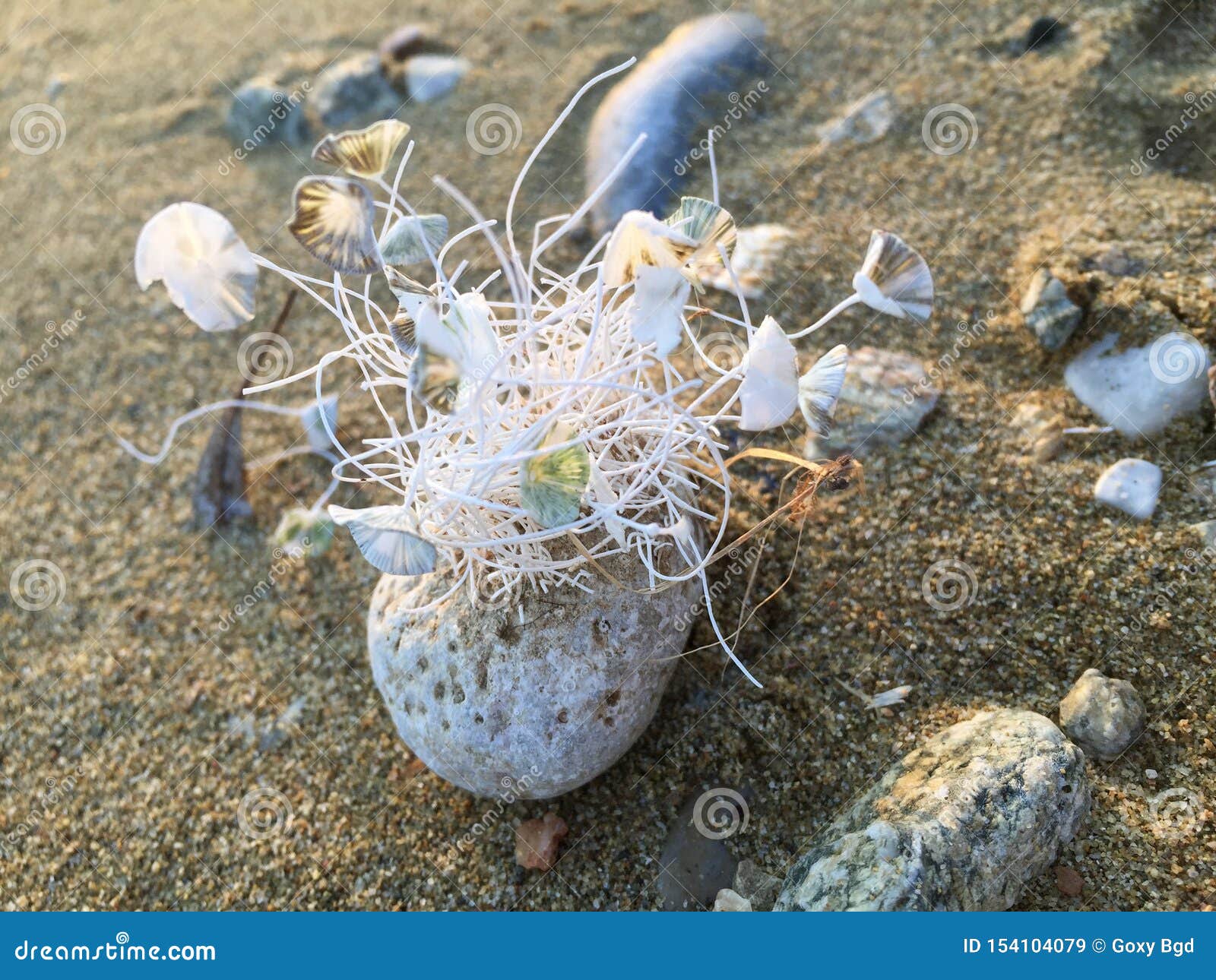 White Algae Growing on the Rock Stock Image - Image of nature, tourism ...