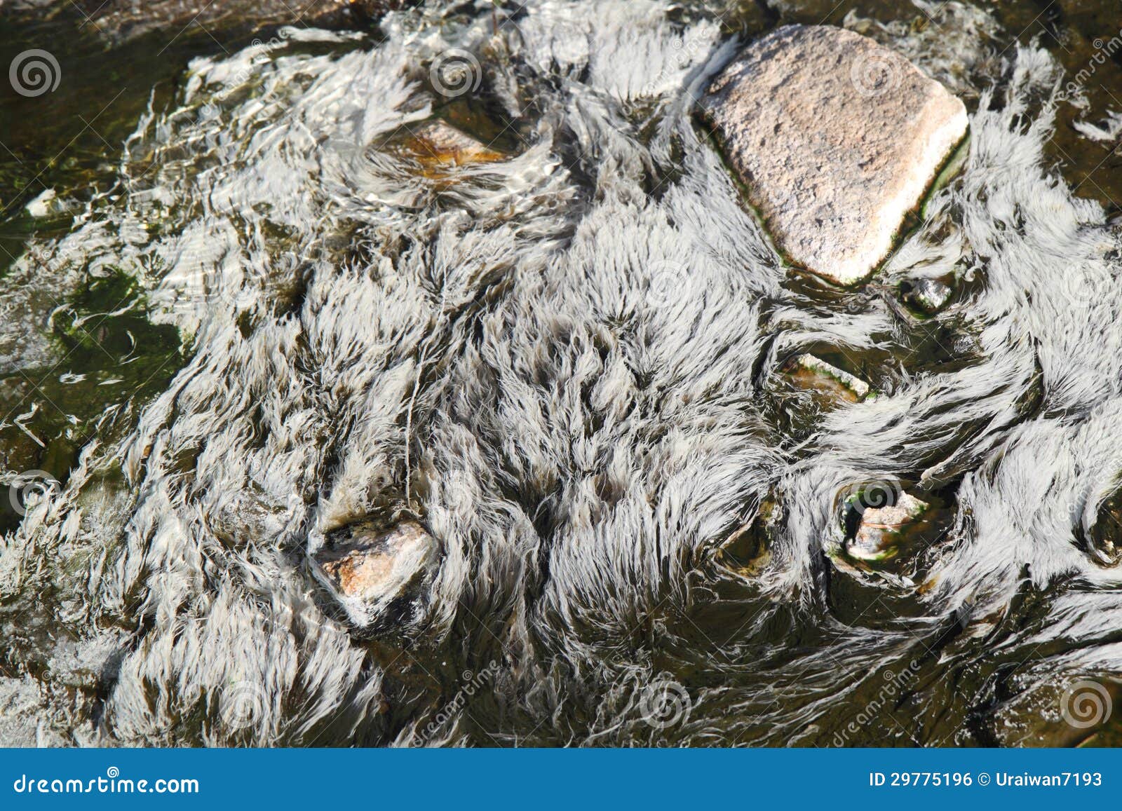 White Algae Floating Royalty-Free Stock Photo | CartoonDealer.com #43538571