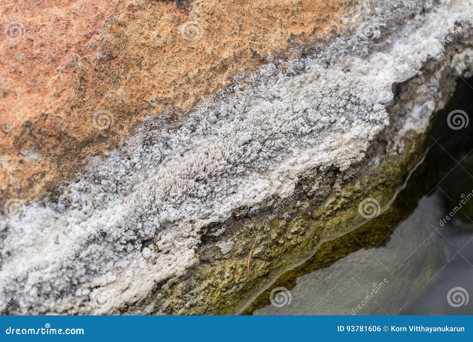 White Algae Floating Royalty-Free Stock Photo | CartoonDealer.com #43538571