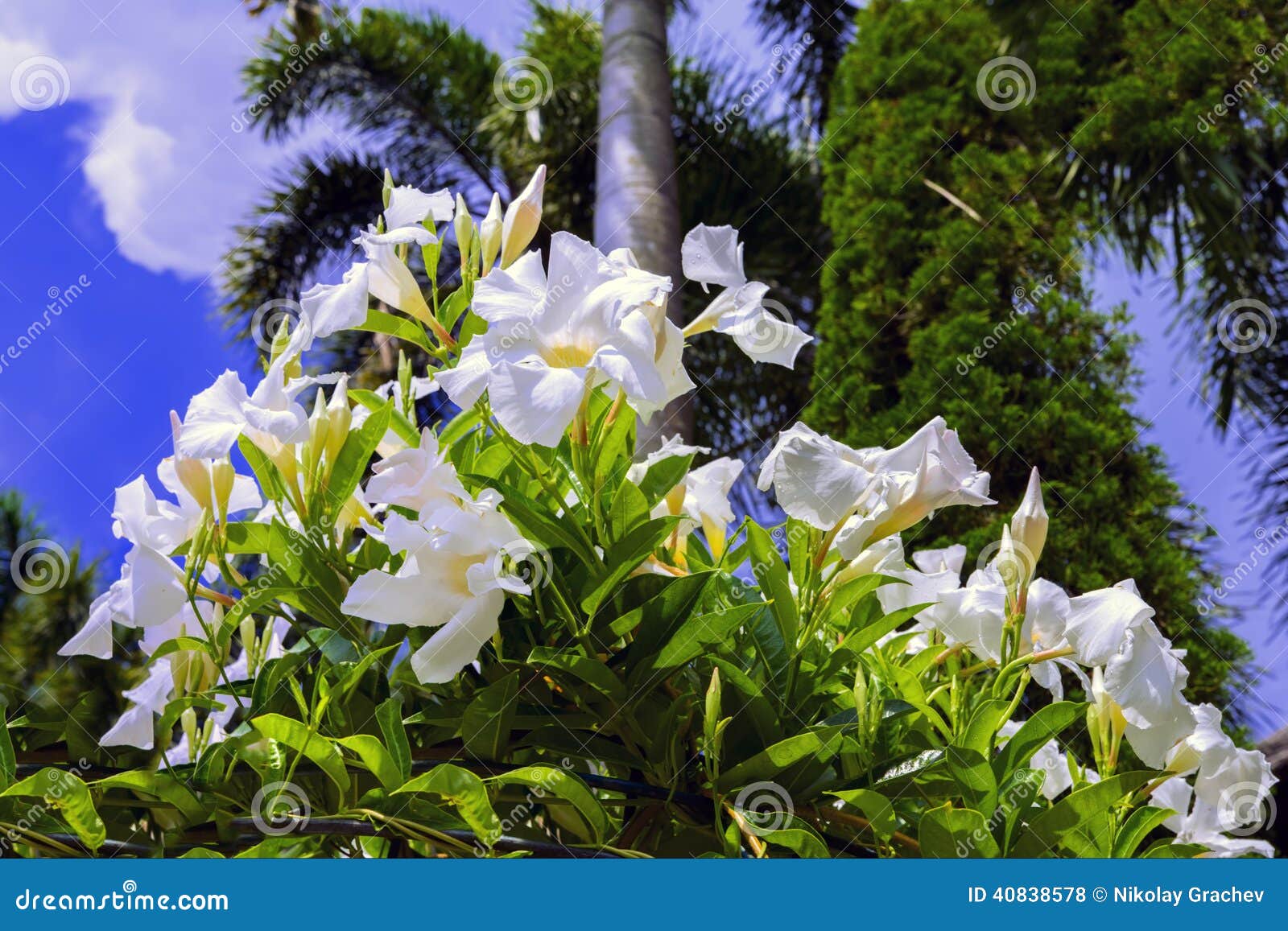 White Allamanda and Palm Tree. Stock Photo - Image of province, brunch ...