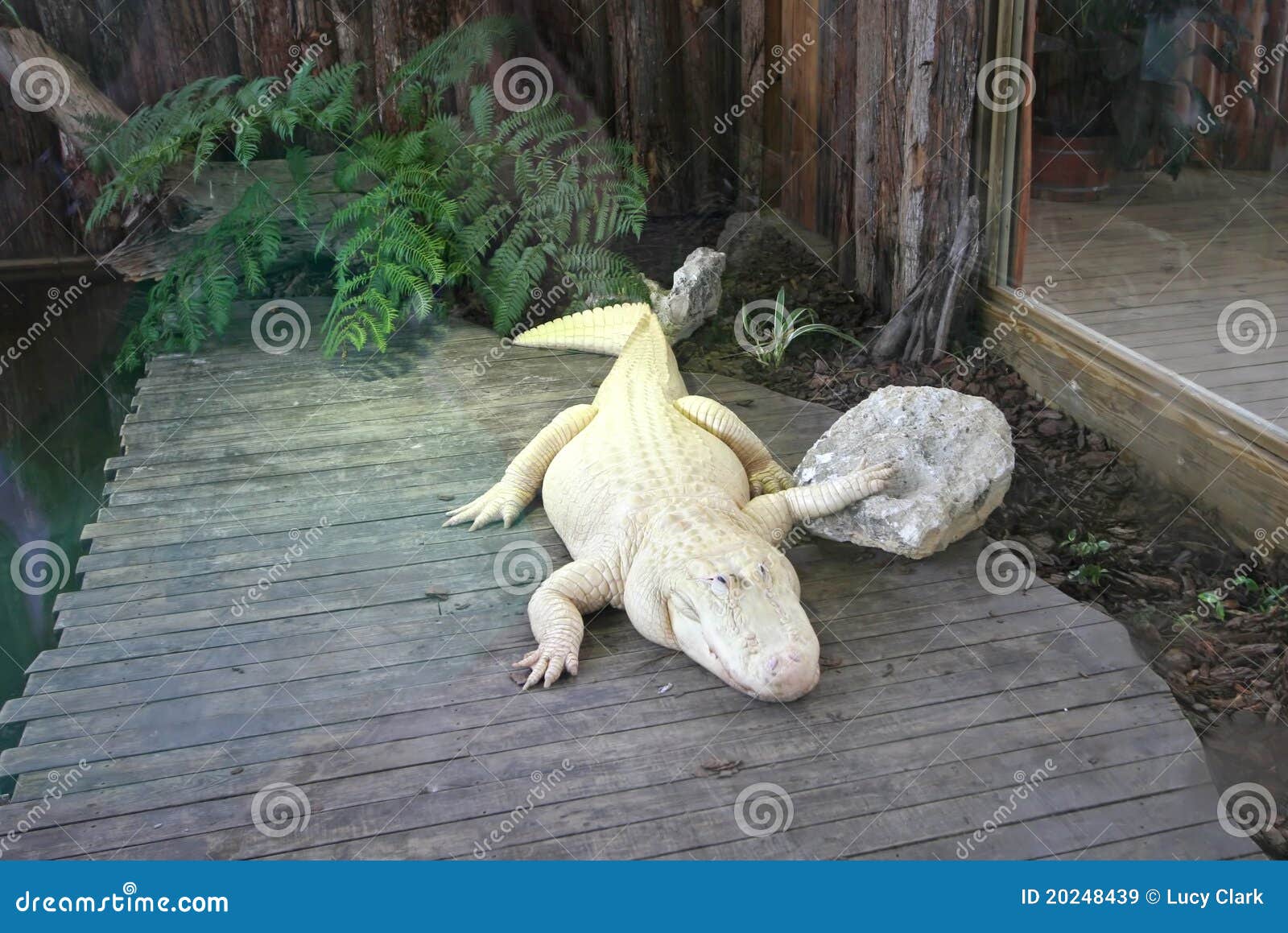 Albino Dwarf Caiman