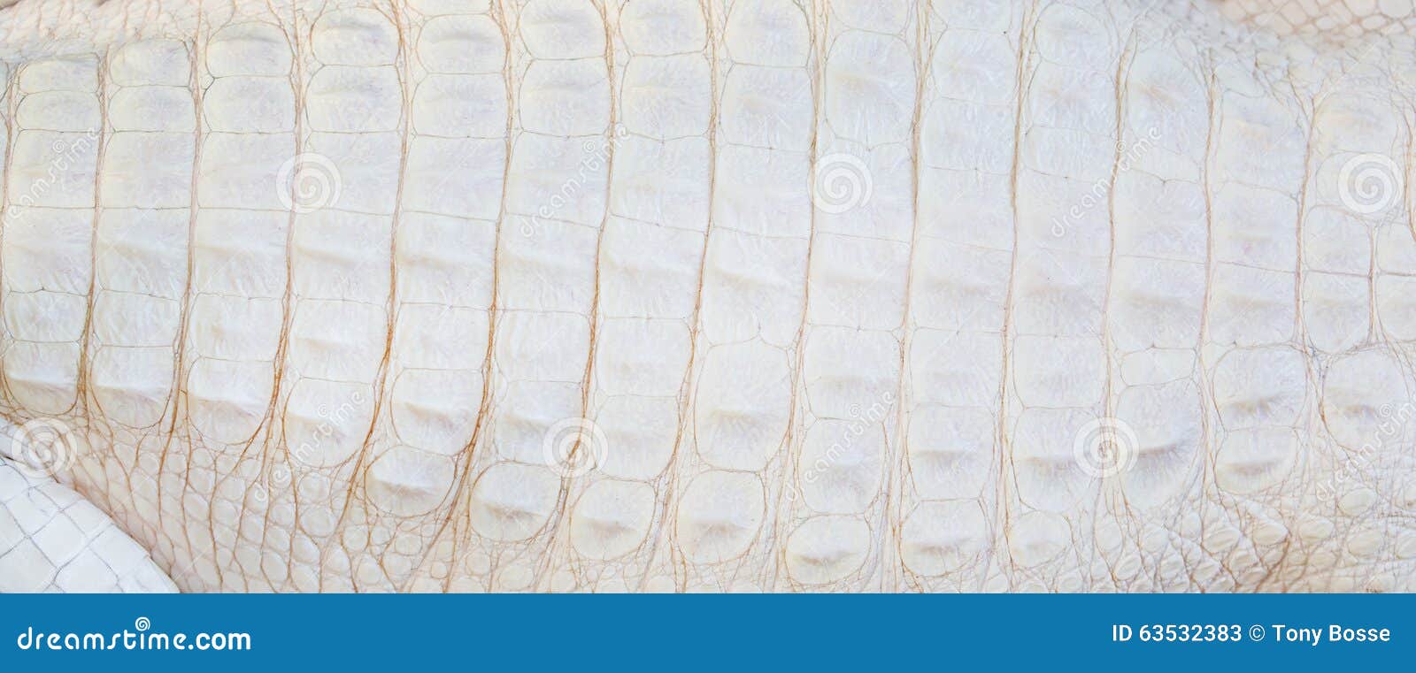 White Alligator Skin Texture Stock Image - Image: 63532383