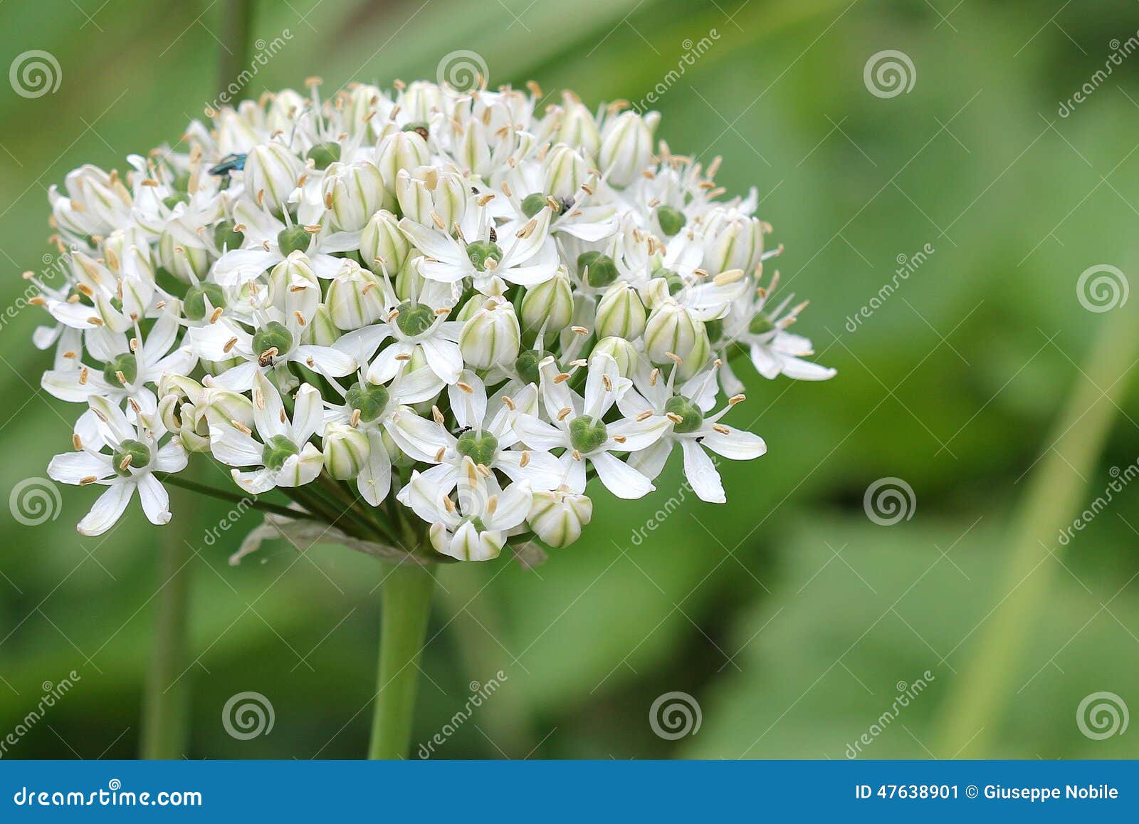 White allium stock image. Image of alliaceae, flower - 47638901