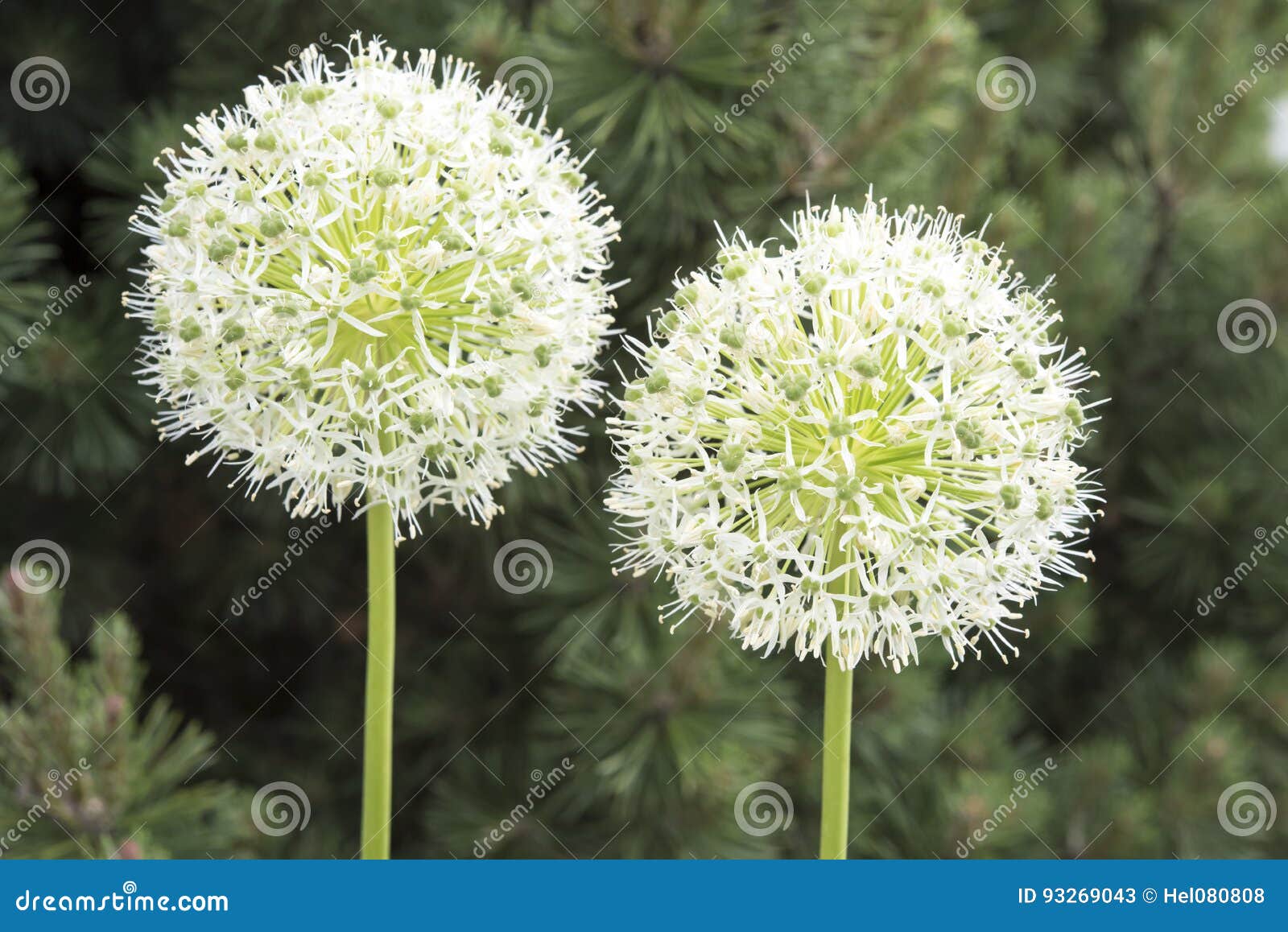 White Allium stock image. Image of garlic, lucy, onion - 93269043