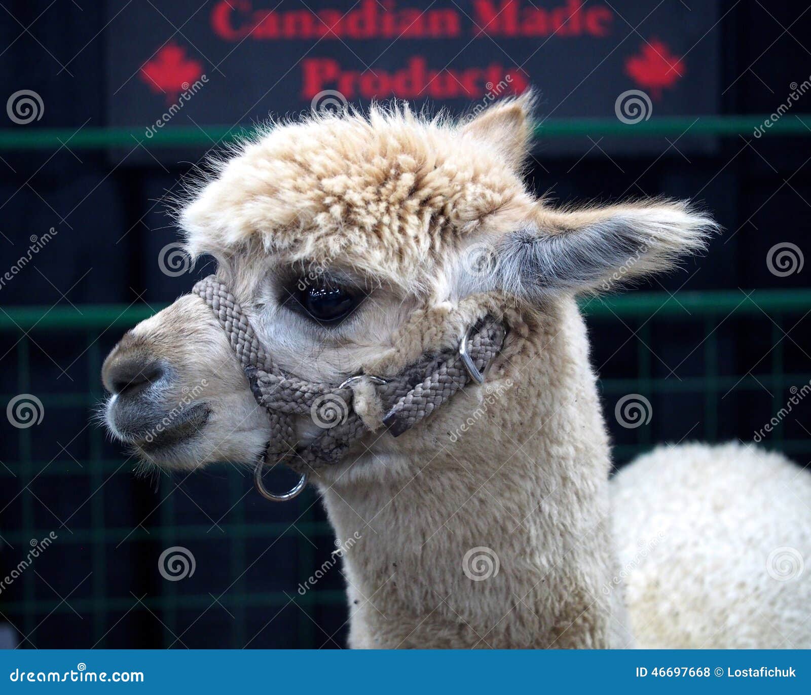 White Alpaca stock photo. Image of farm, mammal, animal - 46697668