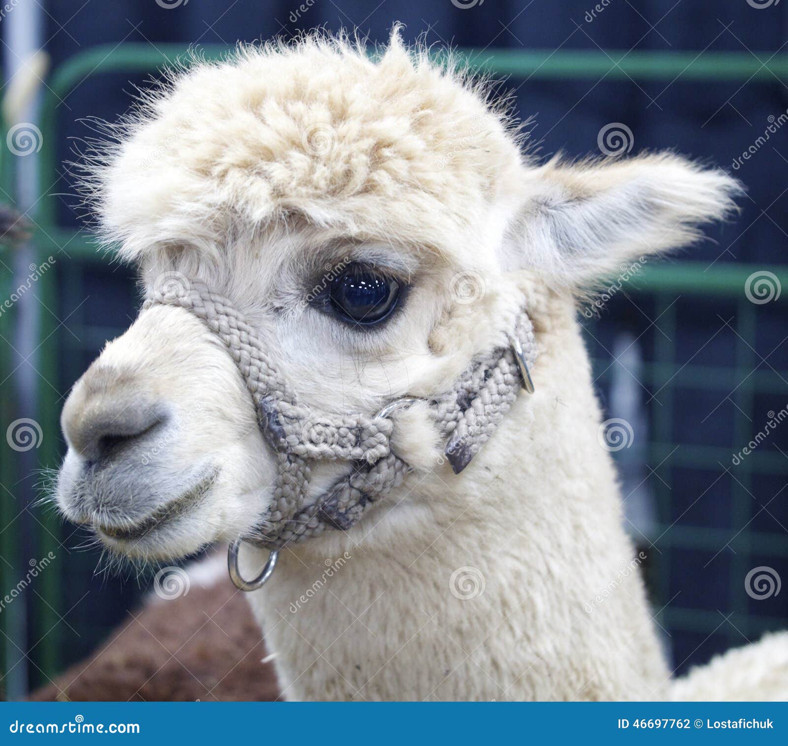 White Alpaca stock photo. Image of farming, wool, alpaca - 46697762