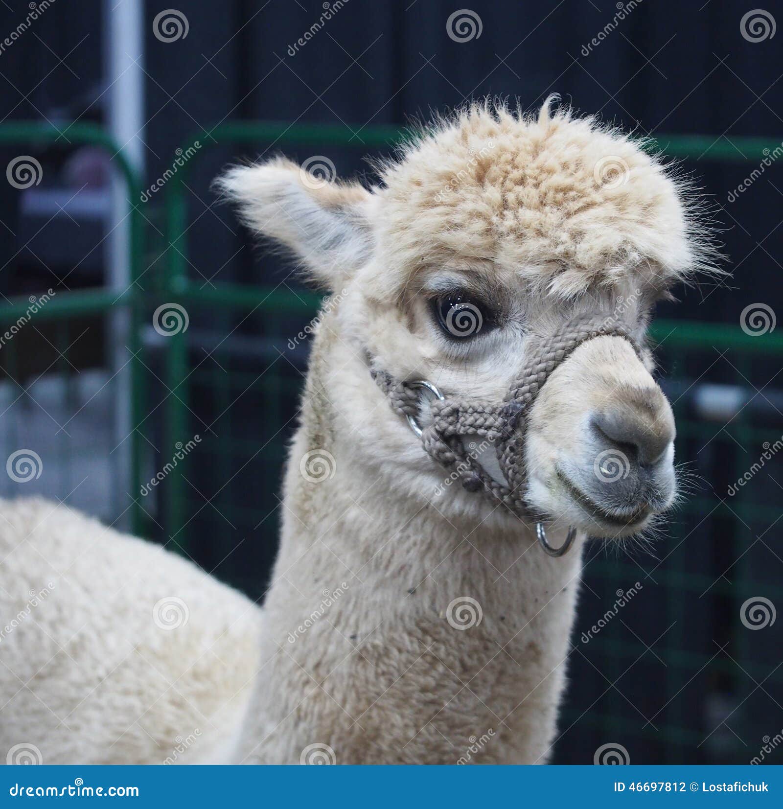White Alpaca stock photo. Image of knit, farm, spin, wool - 46697812
