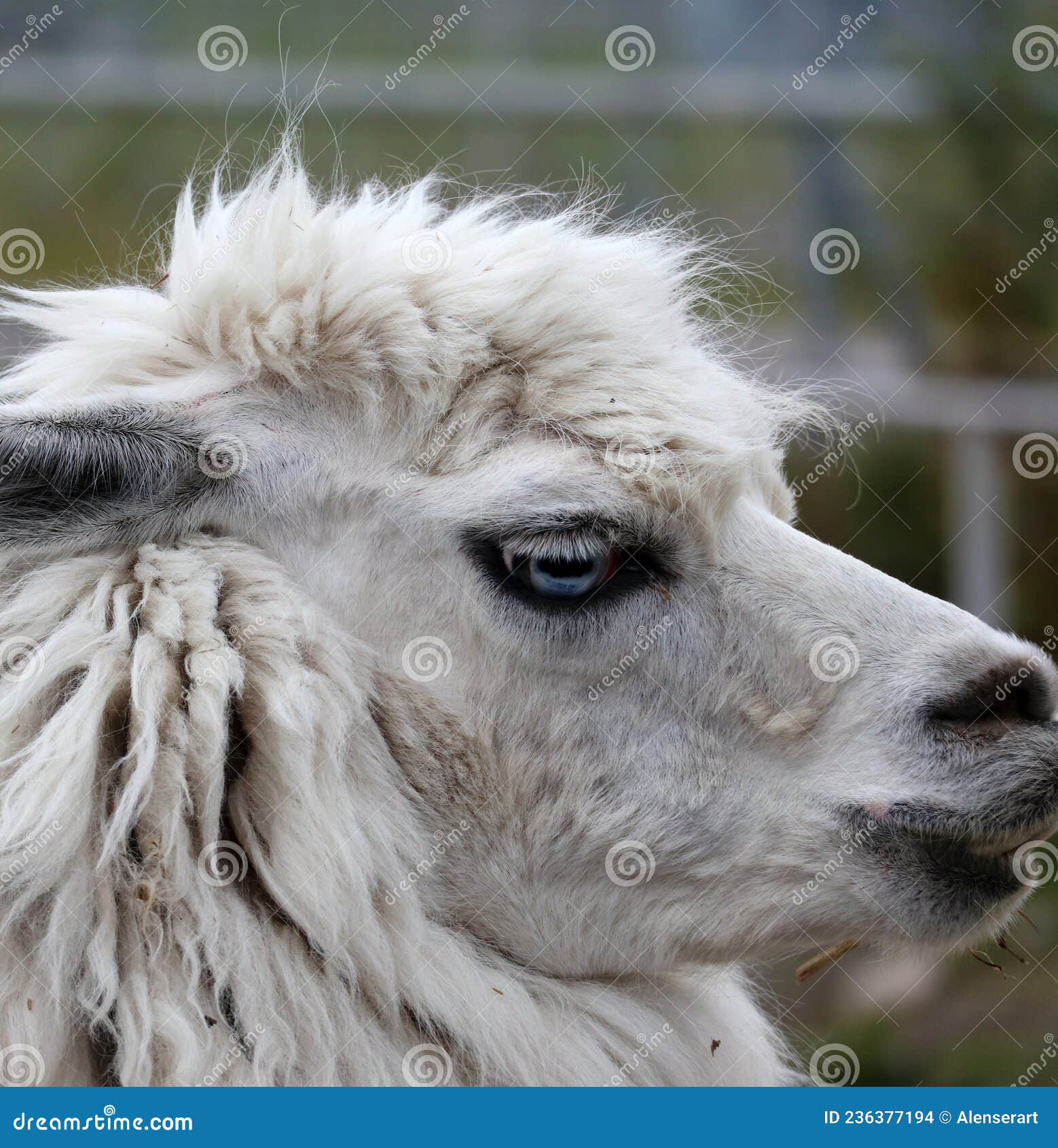 White Alpaca with Blue Eyes Stock Photo - Image of face, closeup: 236377194