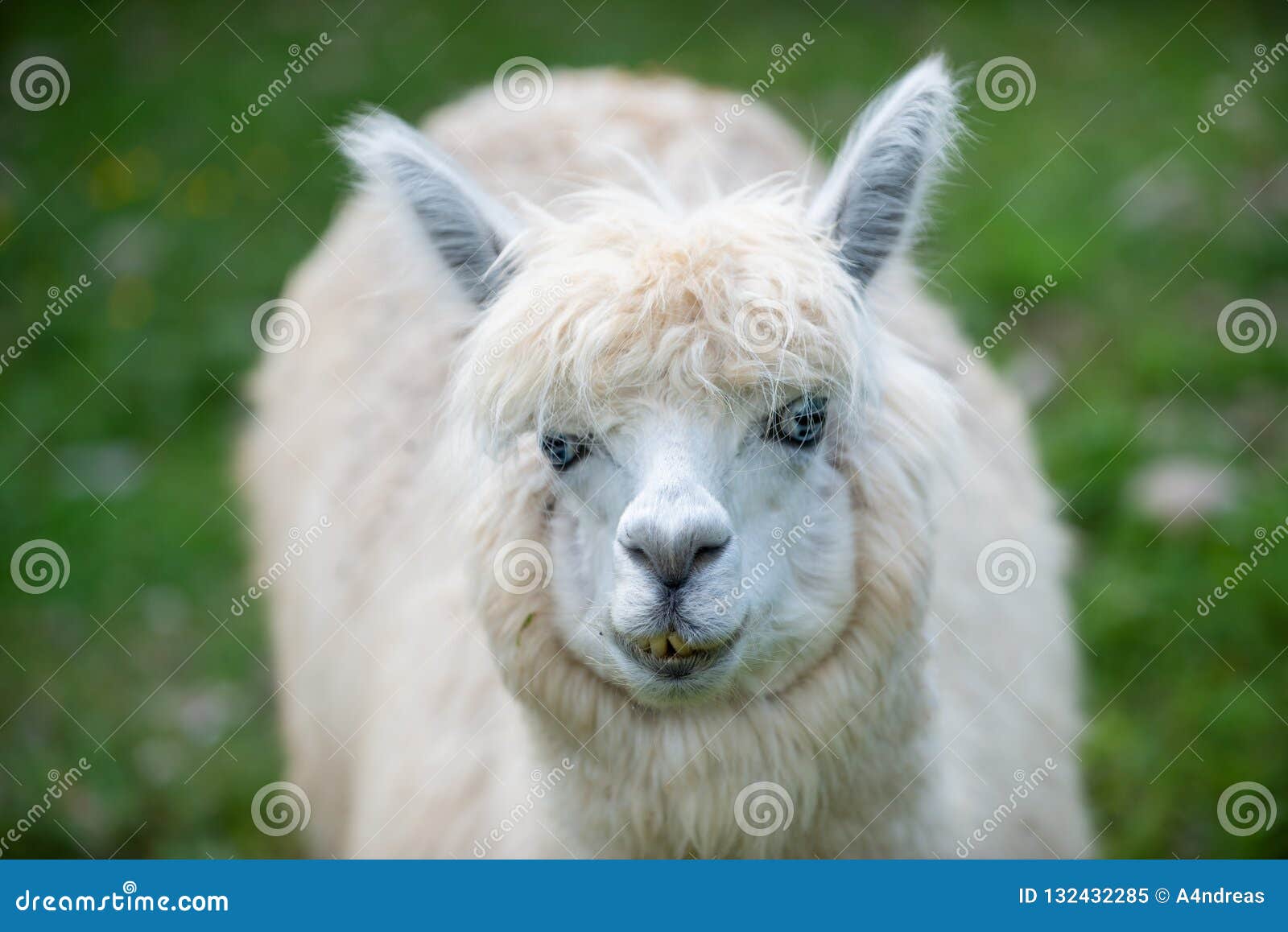 White Alpaca Camel Looks in the Camera Stock Image - Image of lama ...