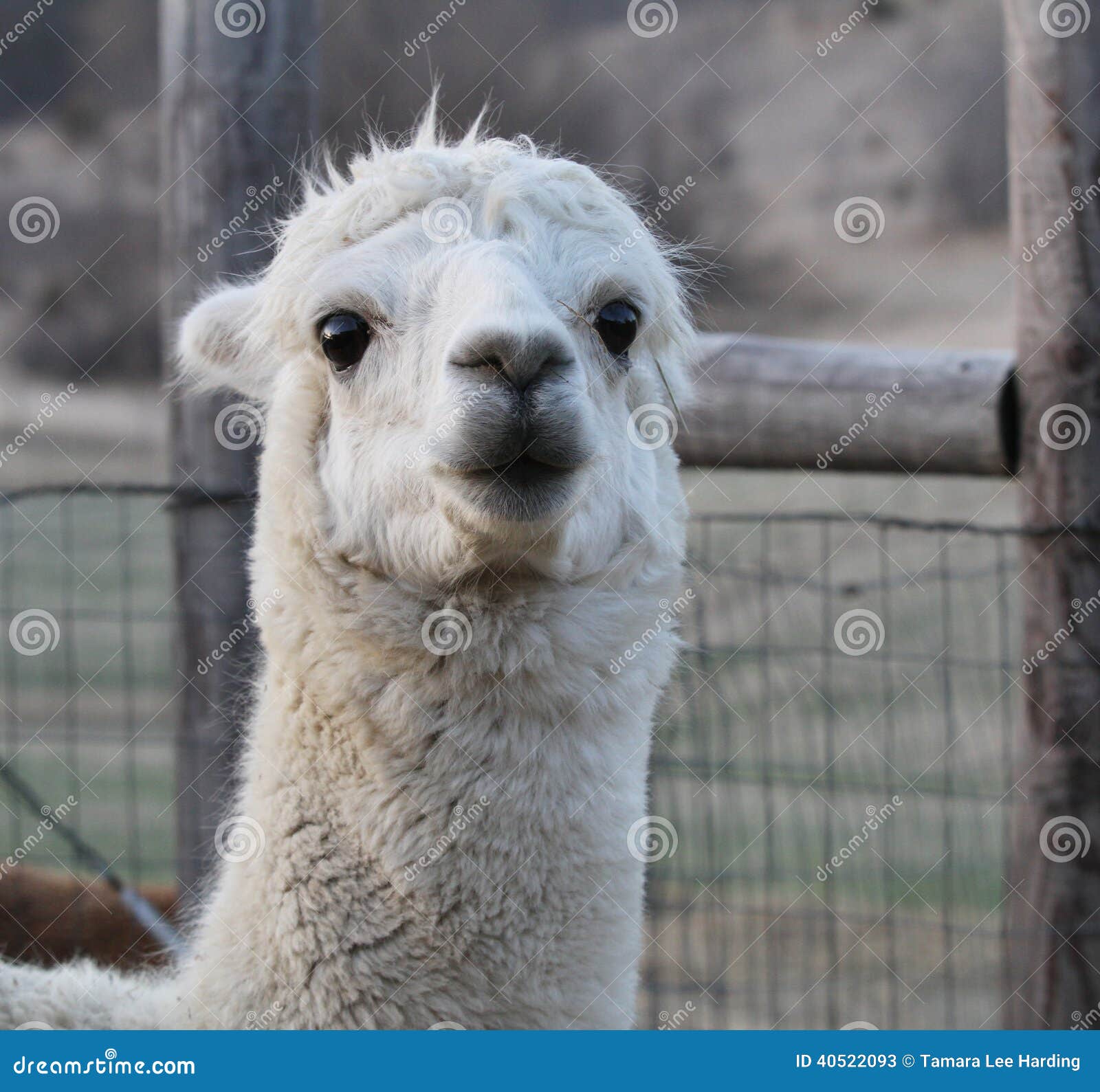 Alpaca Face