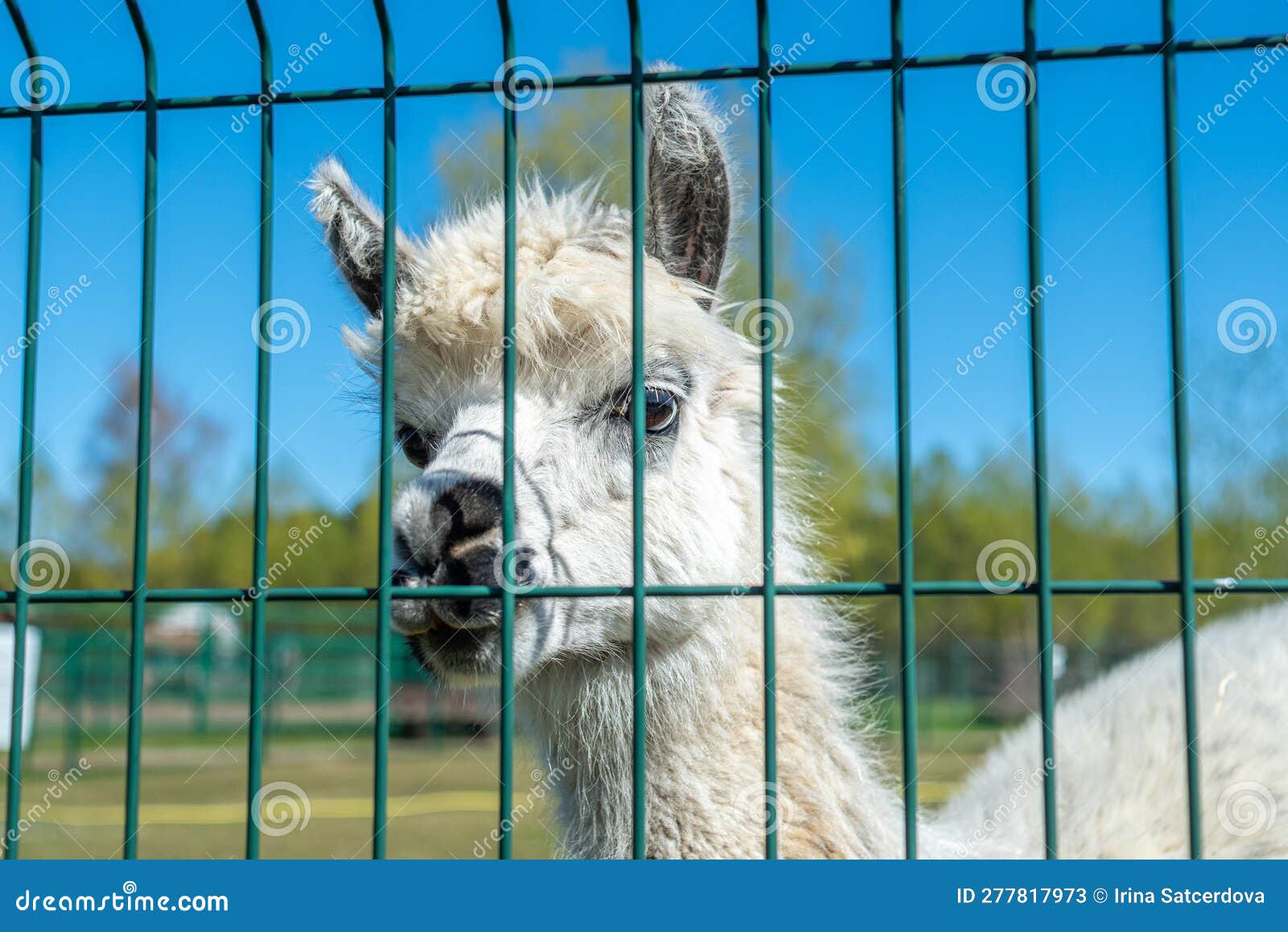 White Alpaca on the Farm. Portrait of an Alpaca in a Paddock Stock ...