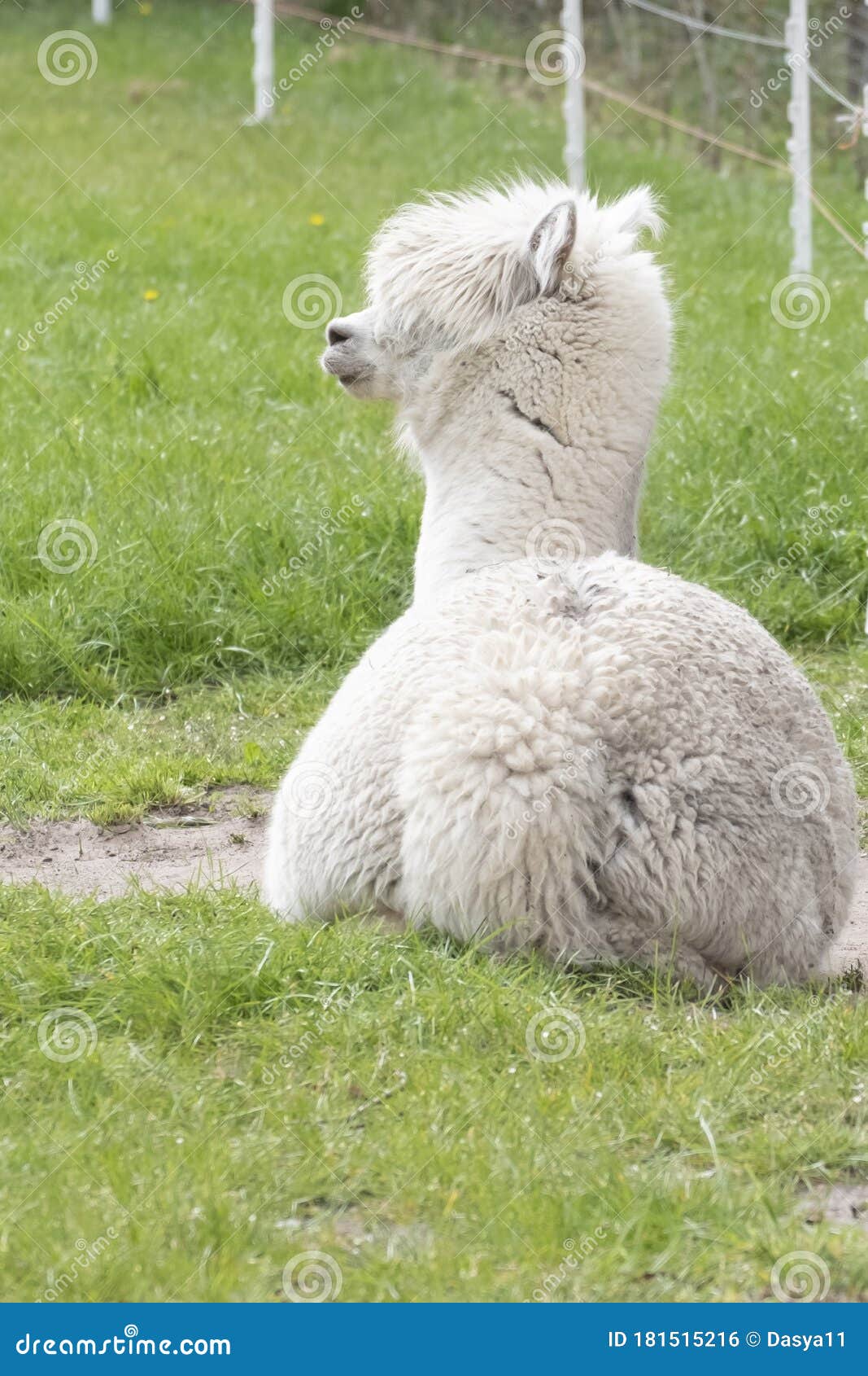 White Alpaca, a White Alpaca Lie Down in a Green Meadow. Selective ...