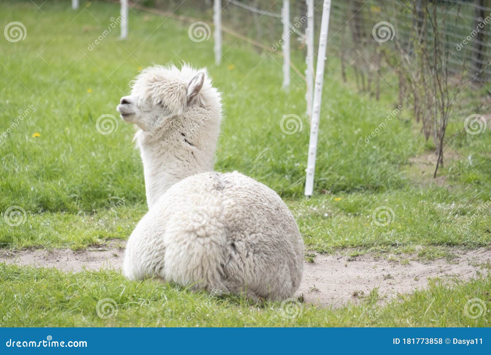 White Alpaca, a White Alpaca Lie Down in a Green Meadow. Selective ...