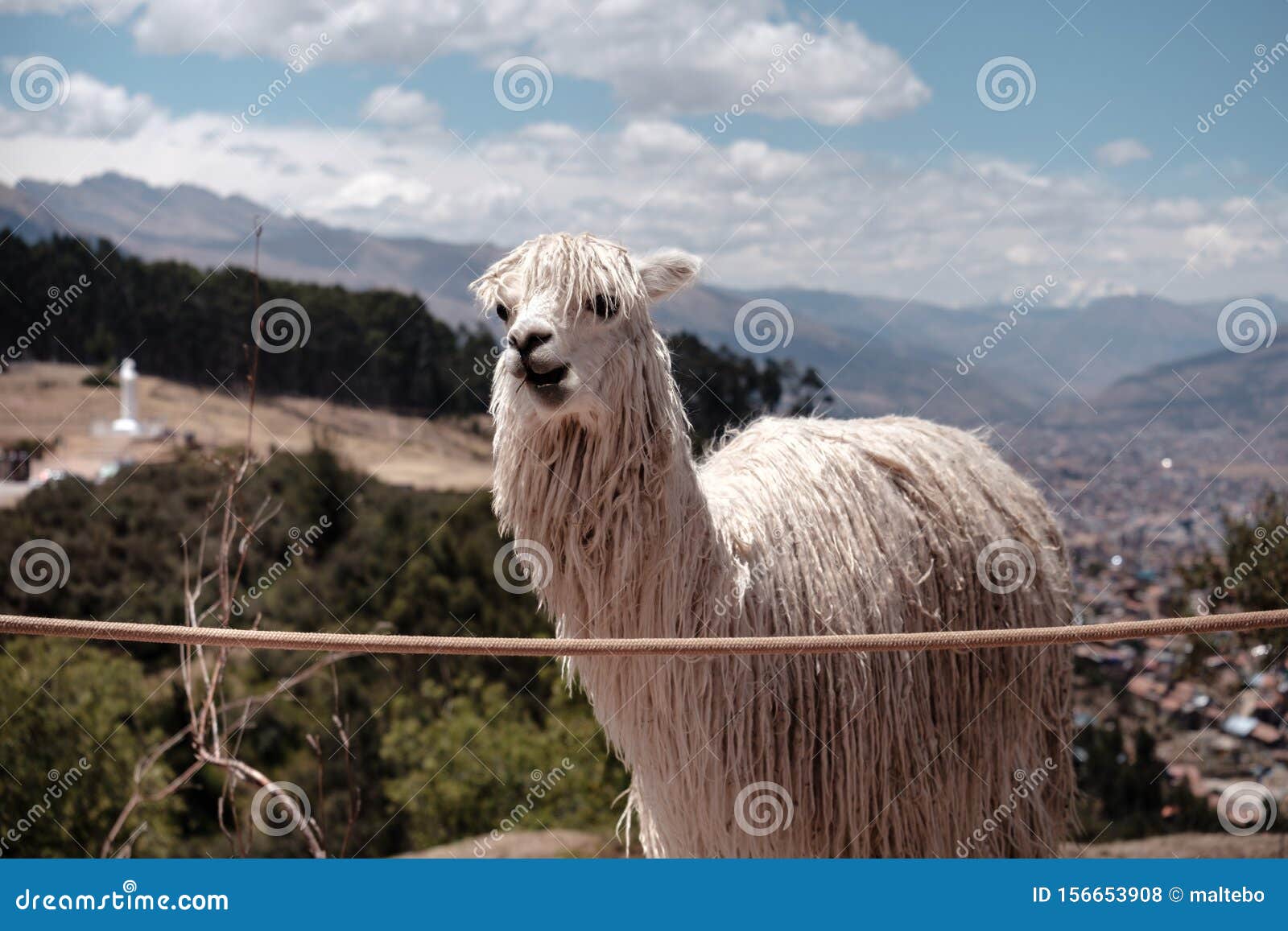 White Alpaca Standing in Front of Mountains and a City Stock Photo ...