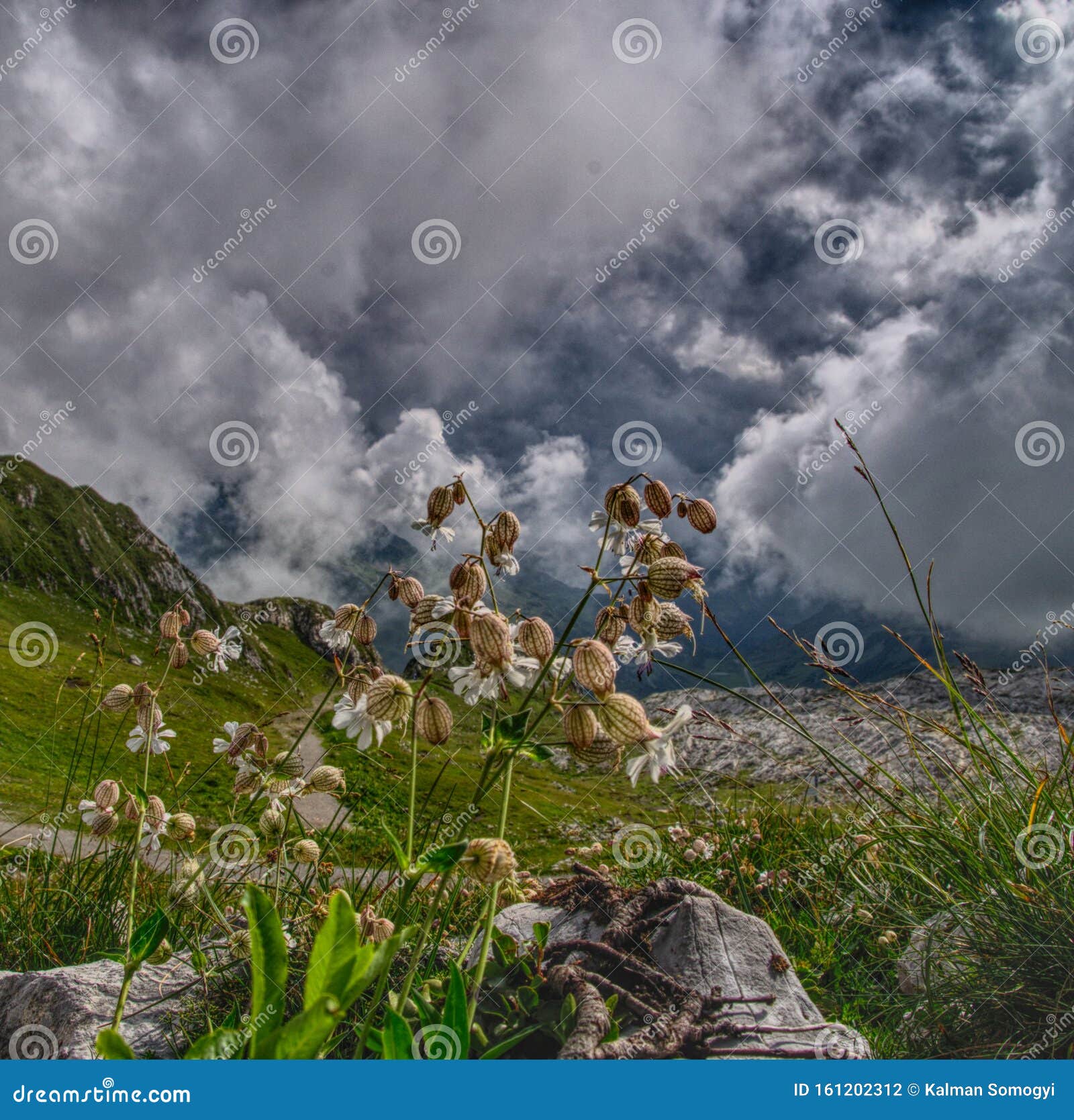 White Alpine Flower in the Cloudy Alps Stock Photo - Image of floral ...