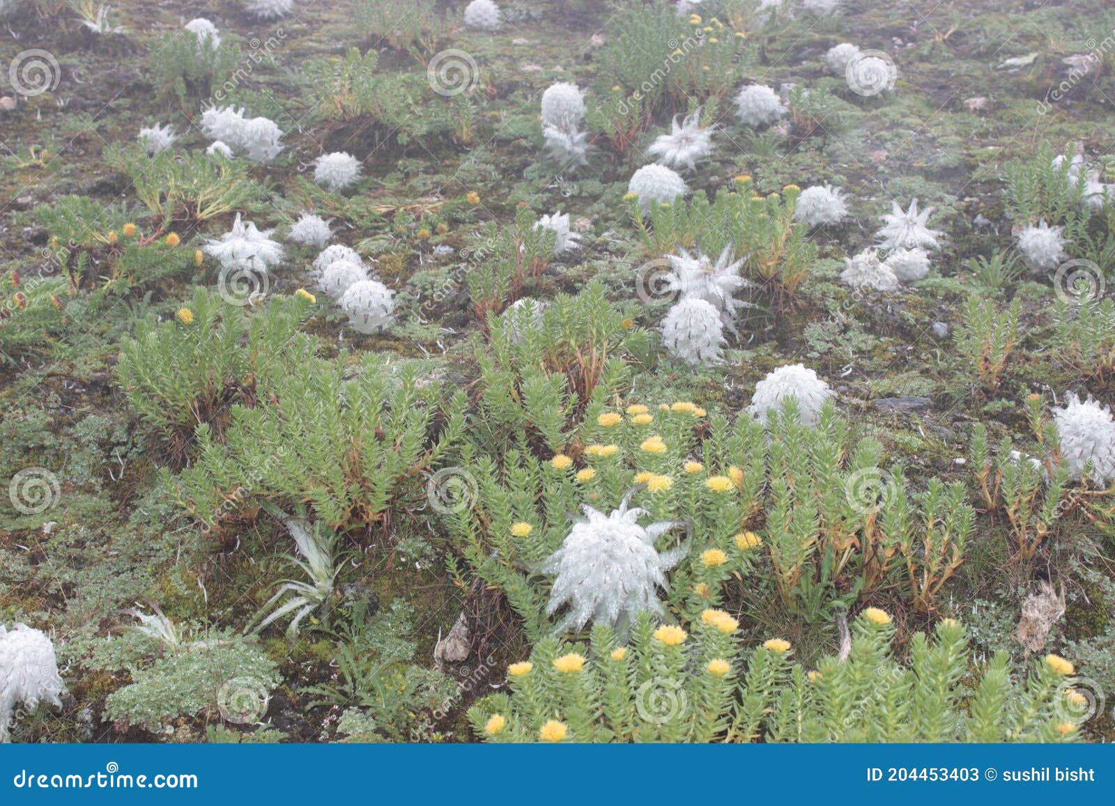 White Alpine Flowers in Meadow with Medicinal Value. Stock Image ...