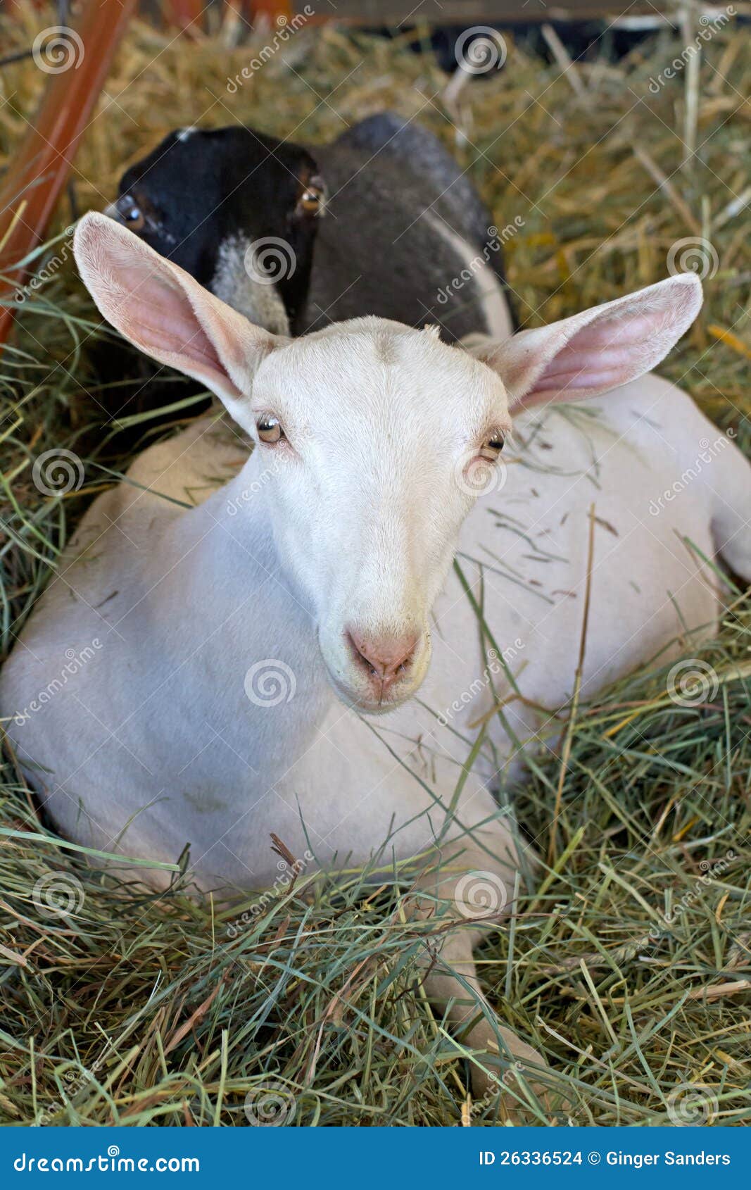White Alpine Goat Resting in Hay Stock Photo - Image of alpine, cute ...