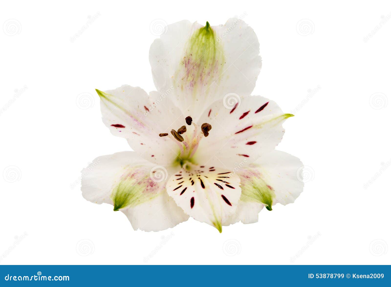 White Alstroemeria stock image. Image of color, fresh - 53878799