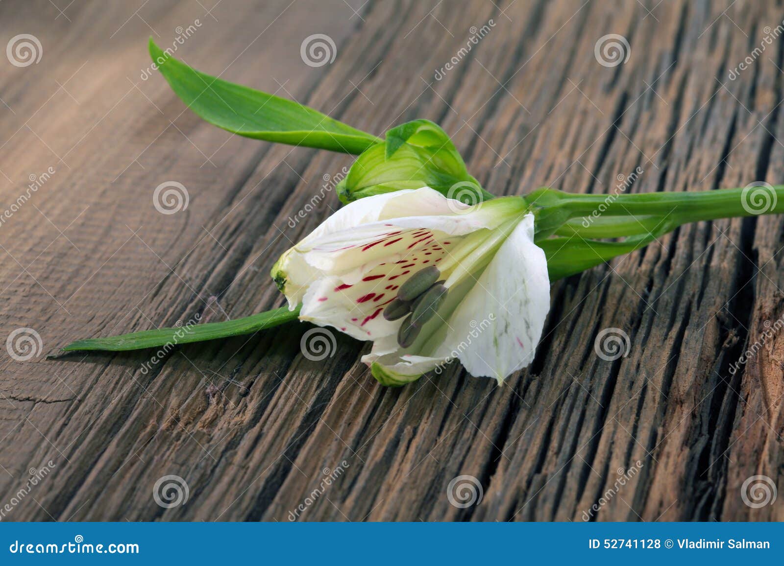 White Alstroemeria stock photo. Image of celebration - 52741128