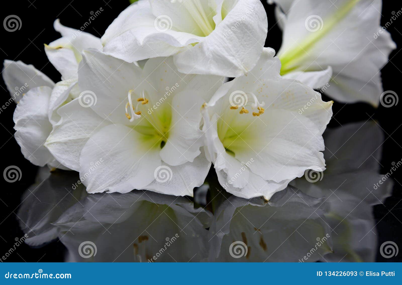 White Amaryllis Flower in Bloom Stock Image - Image of flower, blossom ...