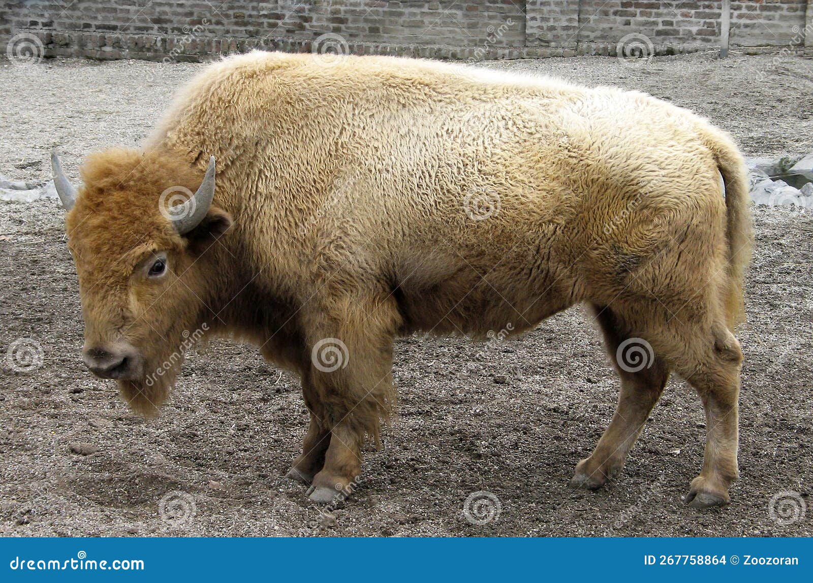 White American Bison (Bison Bison) Stock Photo - Image of bull, bison ...