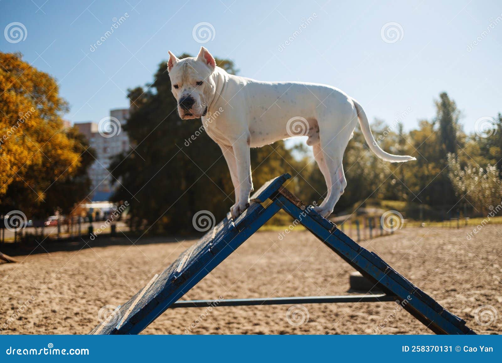 White American Bully Dog Climbing Over the a-frame Agility Stock Image ...