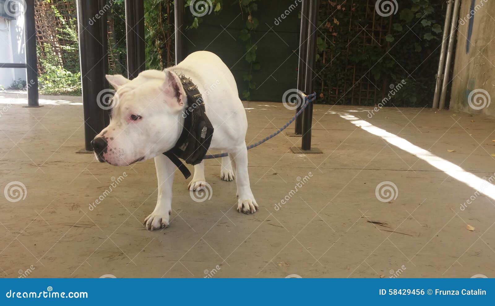 White amstaff terrier stock photo. Image of defender - 58429456