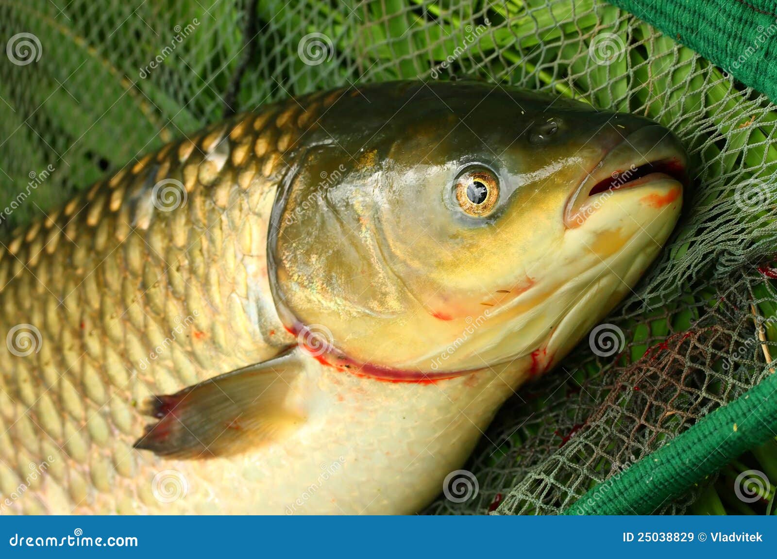 The White Amur - Grass Carp. Royalty Free Stock Images - Image: 25038829