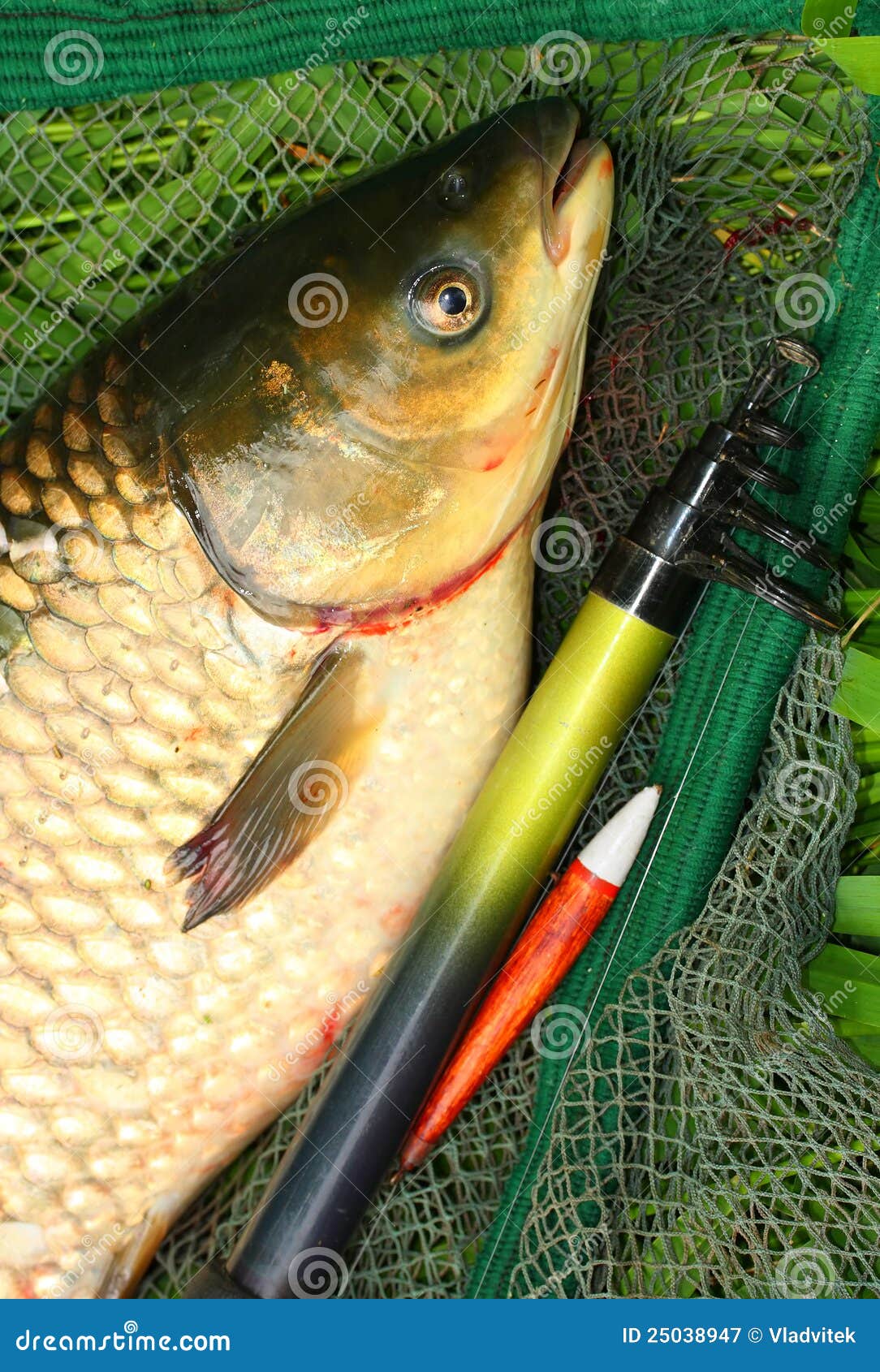 The White Amur - Grass Carp. Stock Image - Image of carp, healthy: 25038947