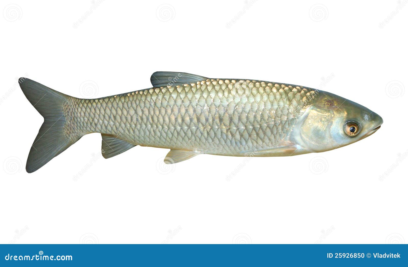 The White Amur or Grass Carp. Stock Photo - Image of angling, idella ...