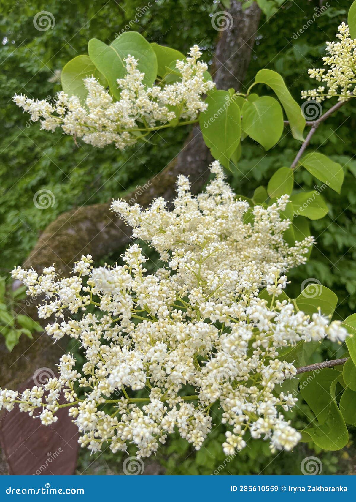 The White Amur - Grass Carp. Stock Photography | CartoonDealer.com ...