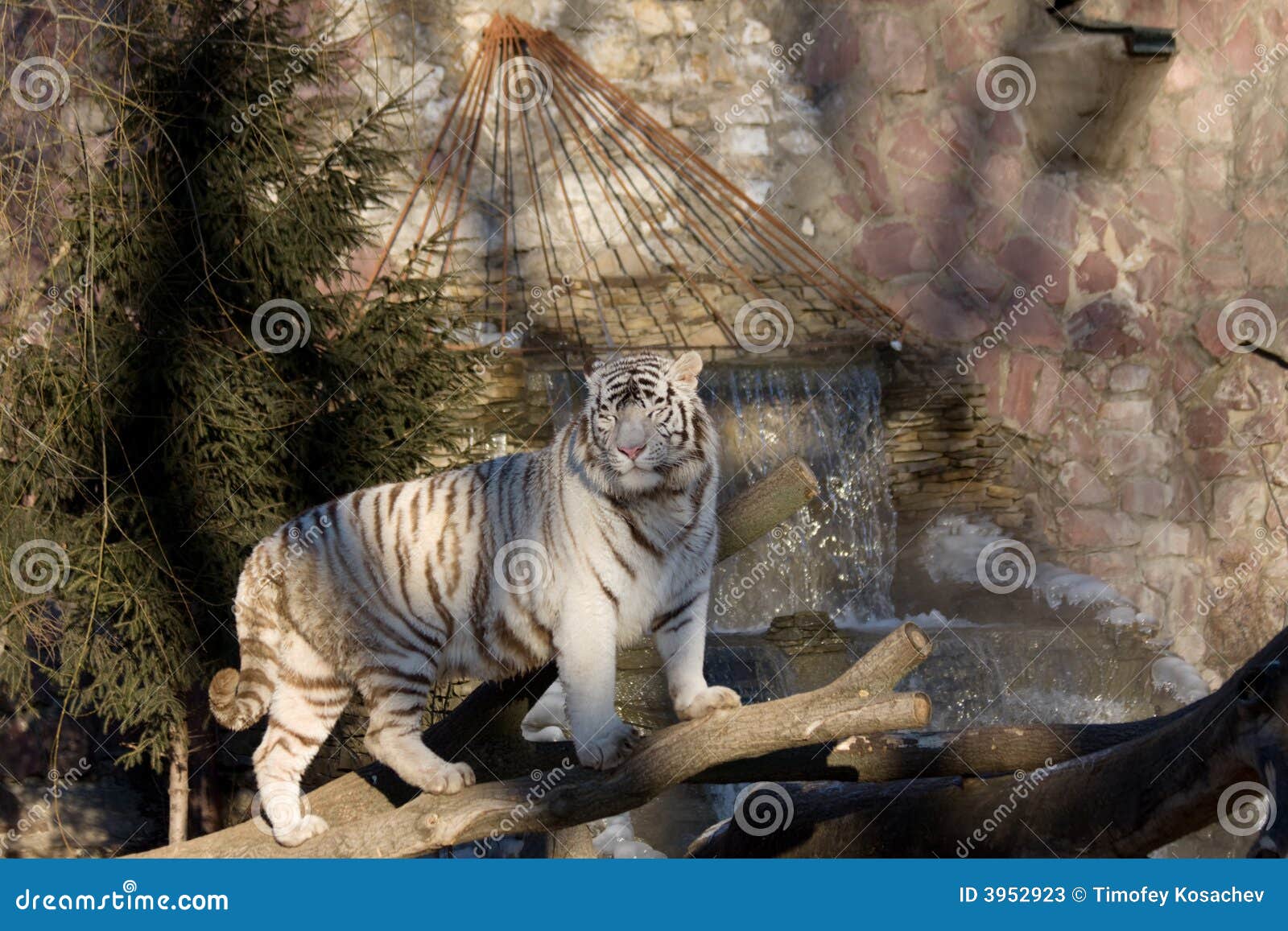 White Amur Tiger on a Waterfall Stock Image - Image of mammal, siberian ...