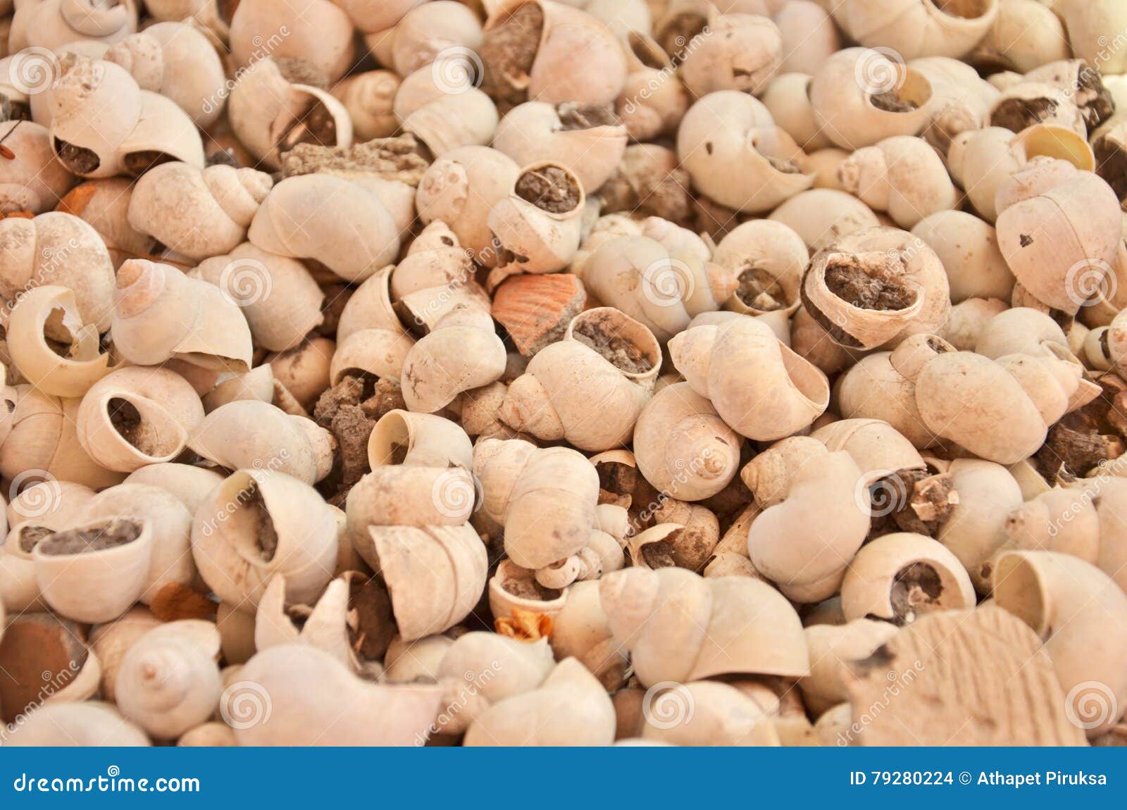 White Ancient Shellfish and Soil from Underground in a Museum Stock ...