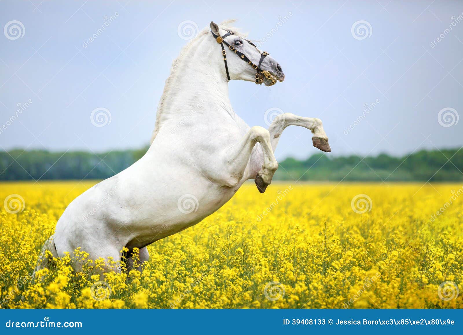 White andalusian rearing stock image. Image of horse - 39408133