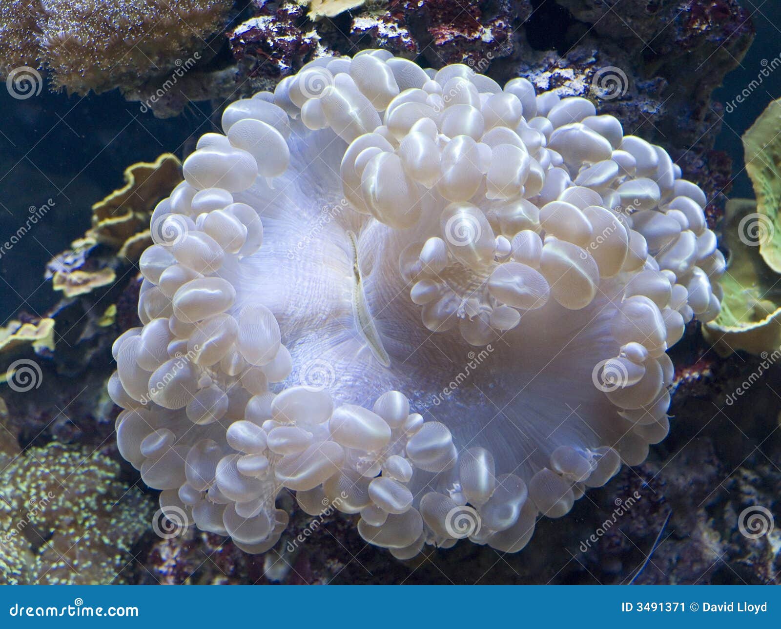 White anemone stock image. Image of reef, white, life - 3491371