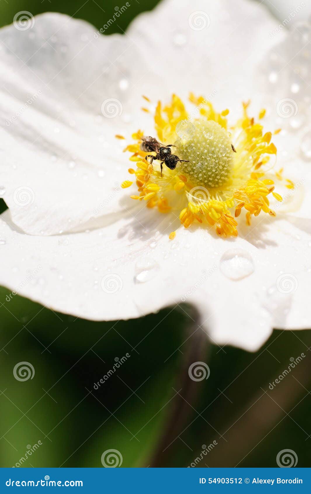White Anemone, Dew and Fly Closeup Stock Photo - Image of copy, park ...