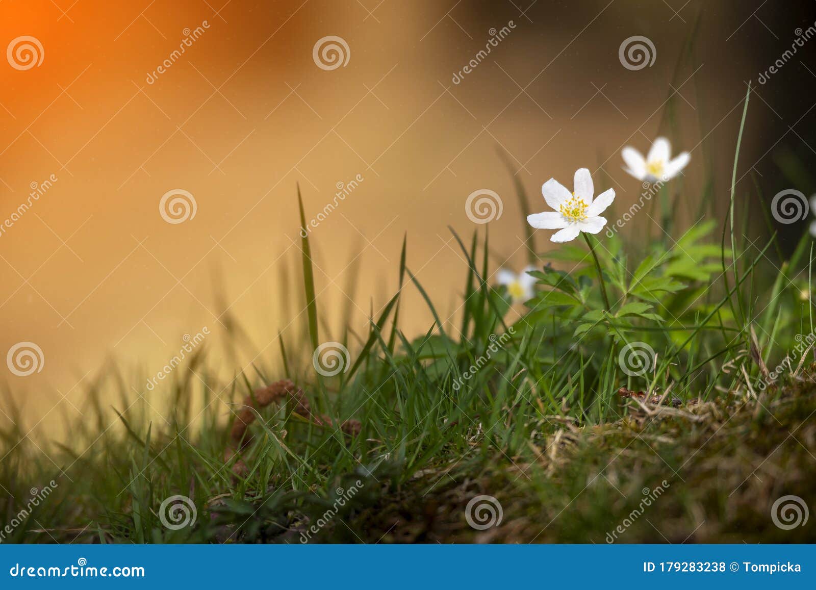 White Anemone Early Spring Flowers Stock Photo - Image of anemone ...