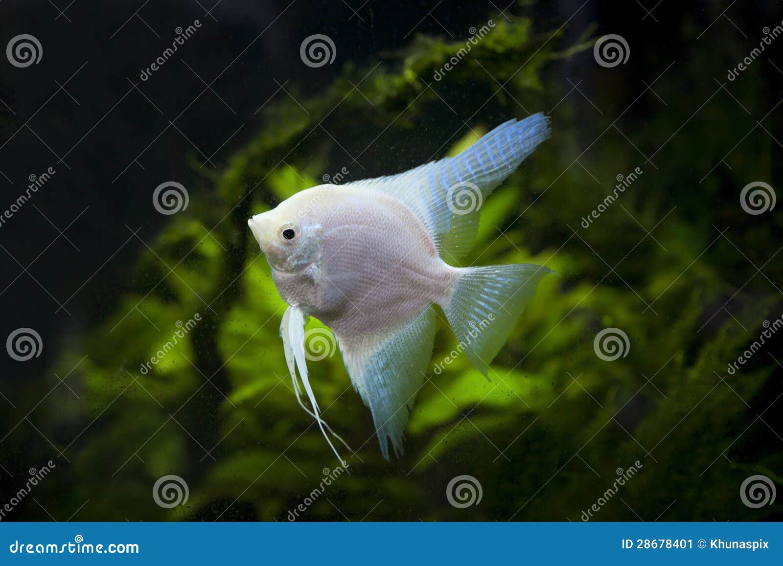 White Angel Fish in Green Aquarium Stock Image - Image of amazon ...