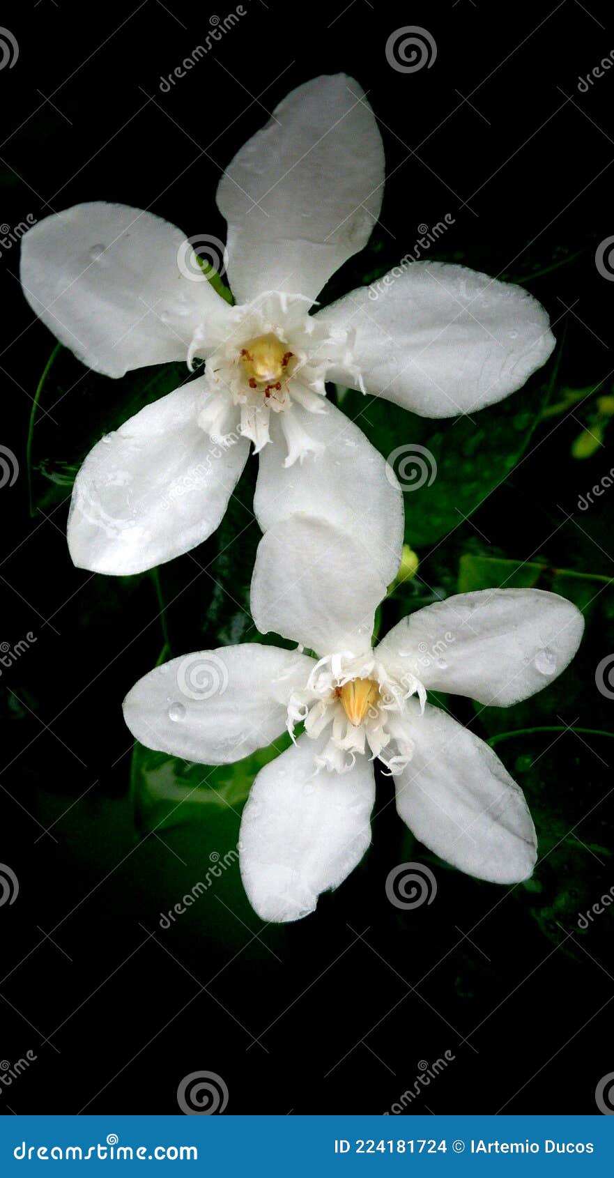 White Angel Flower stock photo. Image of shrub, angel - 224181724