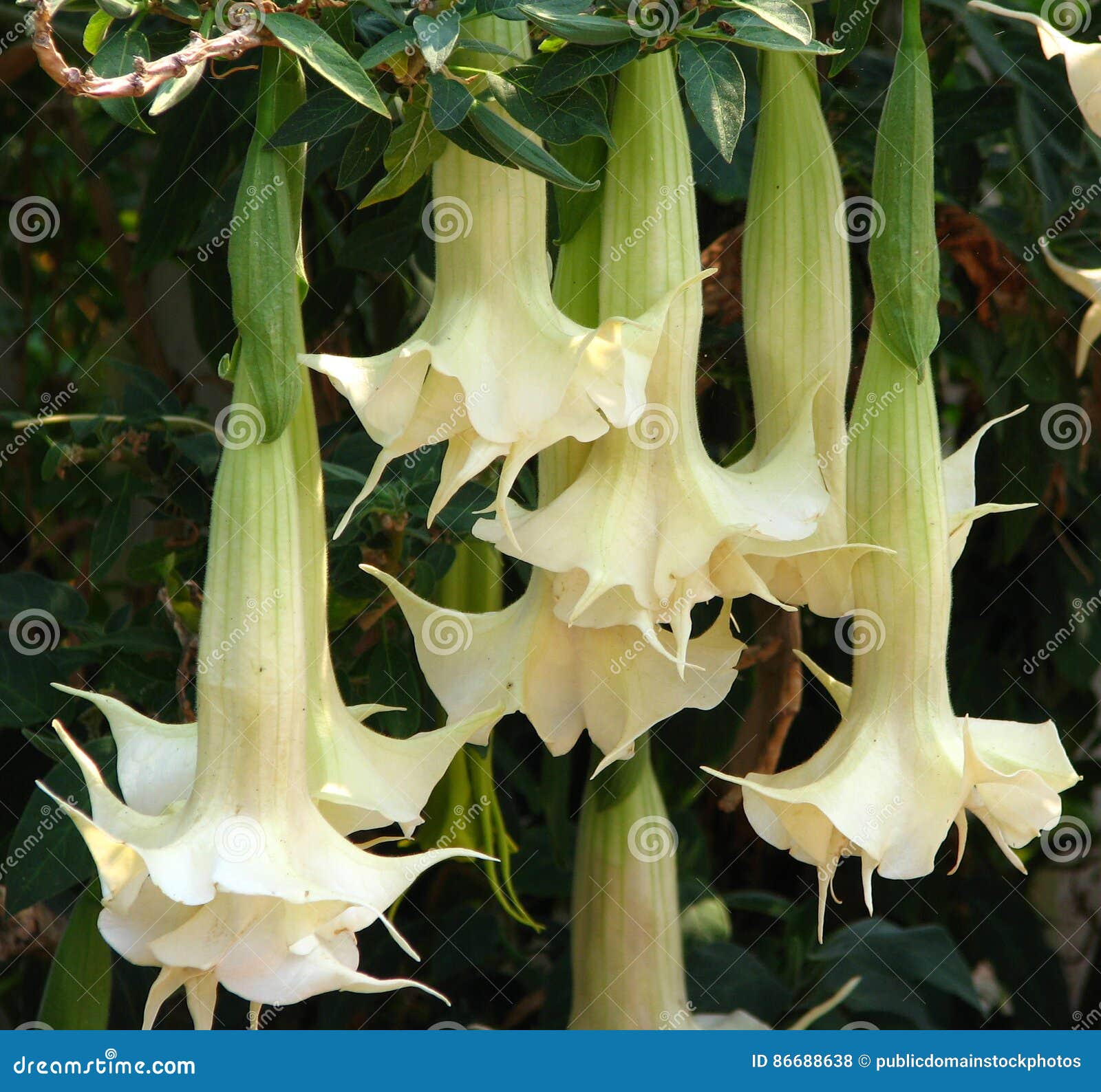 White Angel's Trumpet Picture. Image: 86688638