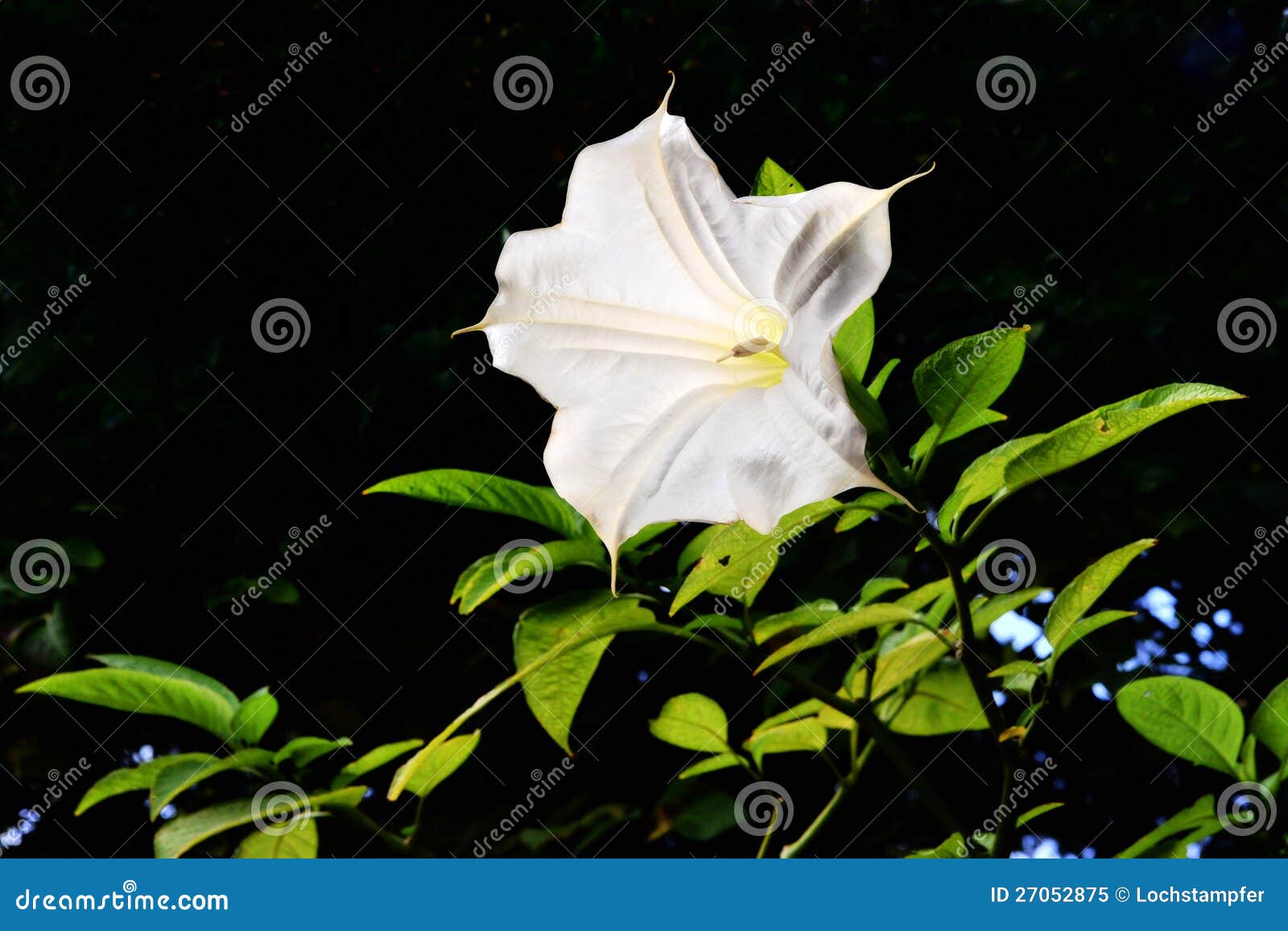 White Angel trumpet stock image. Image of hallucinogenic - 27052875