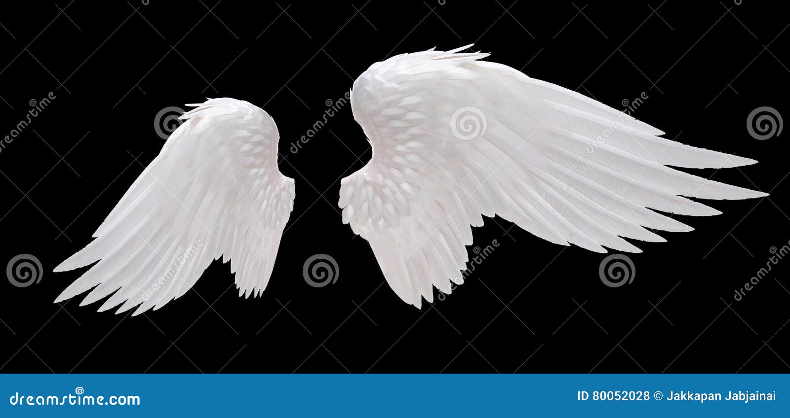White angel wing stock photo. Image of animal, feather - 80052028