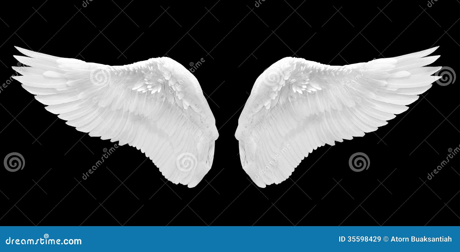 White angel wing isolated stock image. Image of element - 35598429