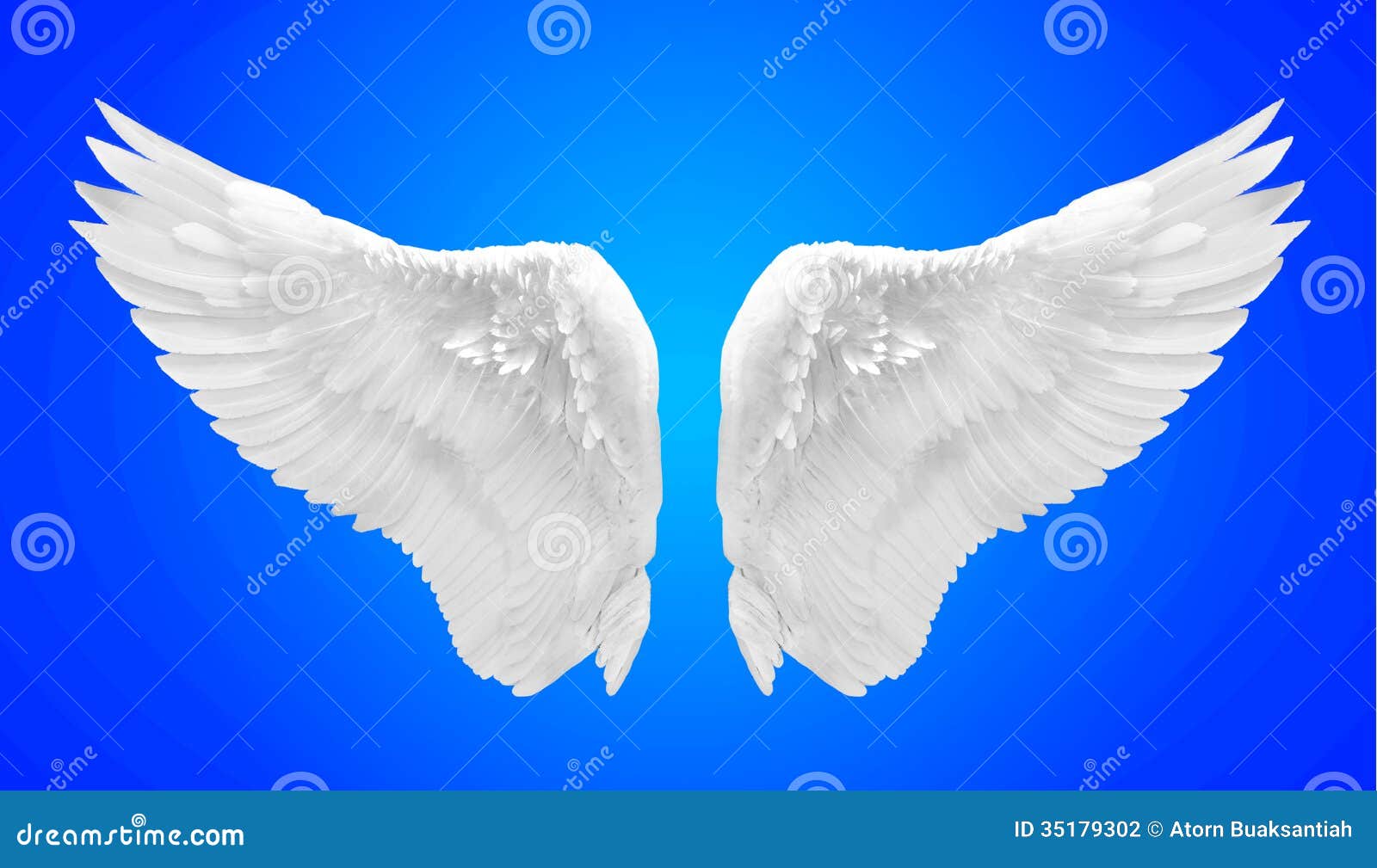 White angel wing isolated stock photo. Image of ghost - 35179302