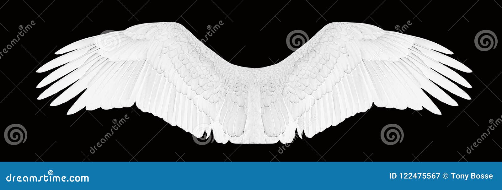 White Angel Wings stock image. Image of avian, feathers - 122475567