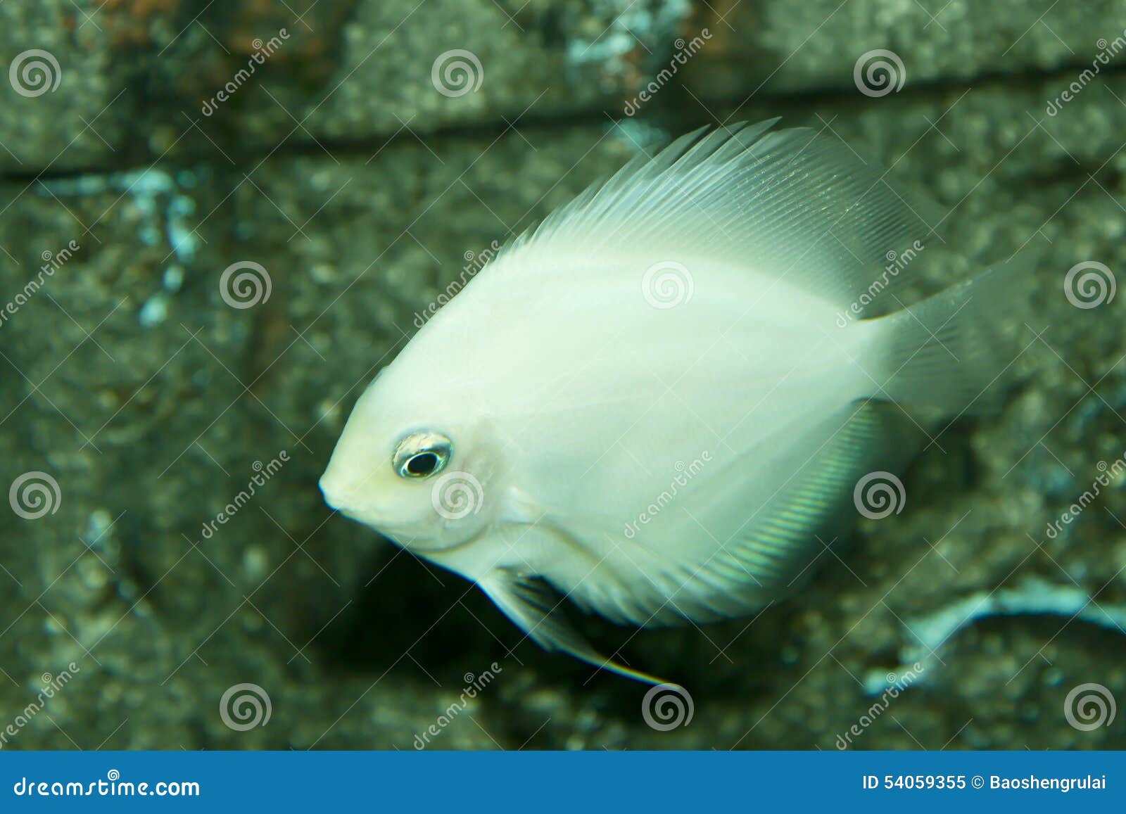 White Angelfish stock image. Image of colored, animals - 54059355