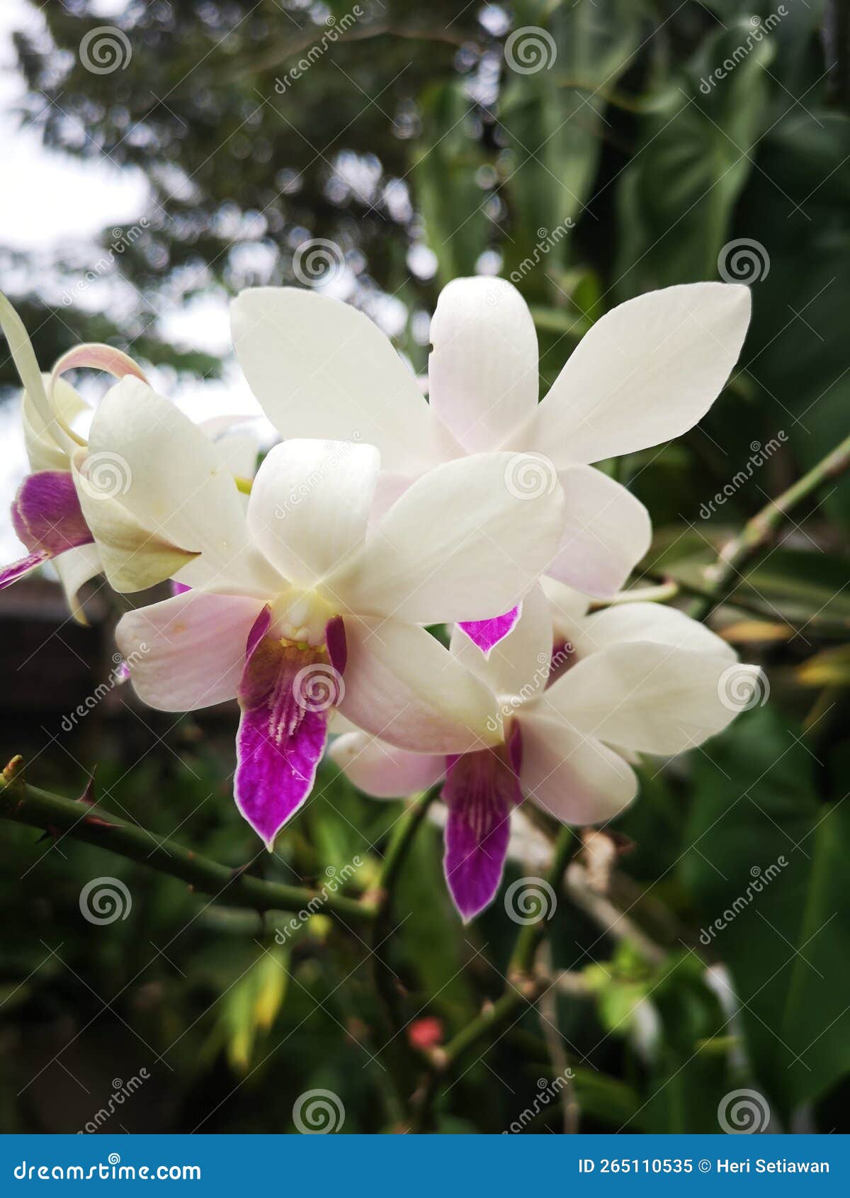 White Anggrek Beautiful Flower Stock Image - Image of flower, white ...