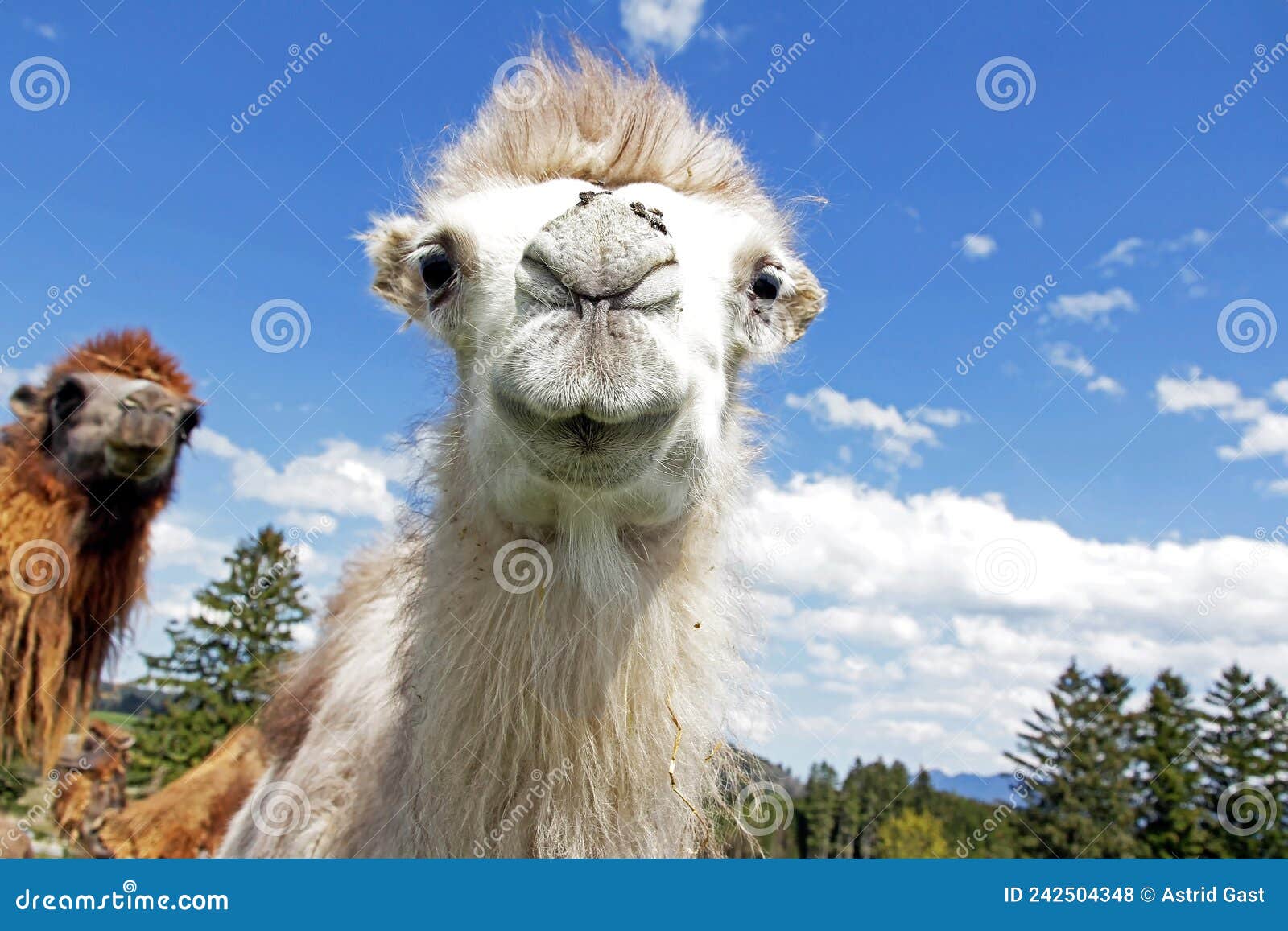 White Angle Shot of Young White Bactrian Camel Camel with Flies on Nose ...