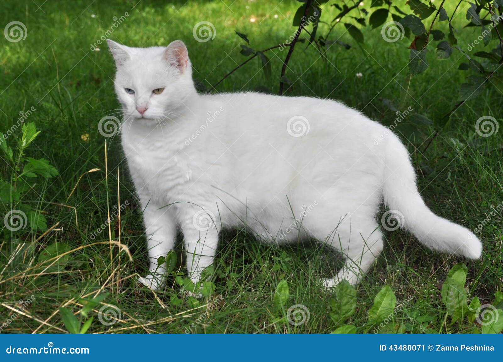 White Angora Cat on the Grass Stock Image - Image of darling, orphan ...