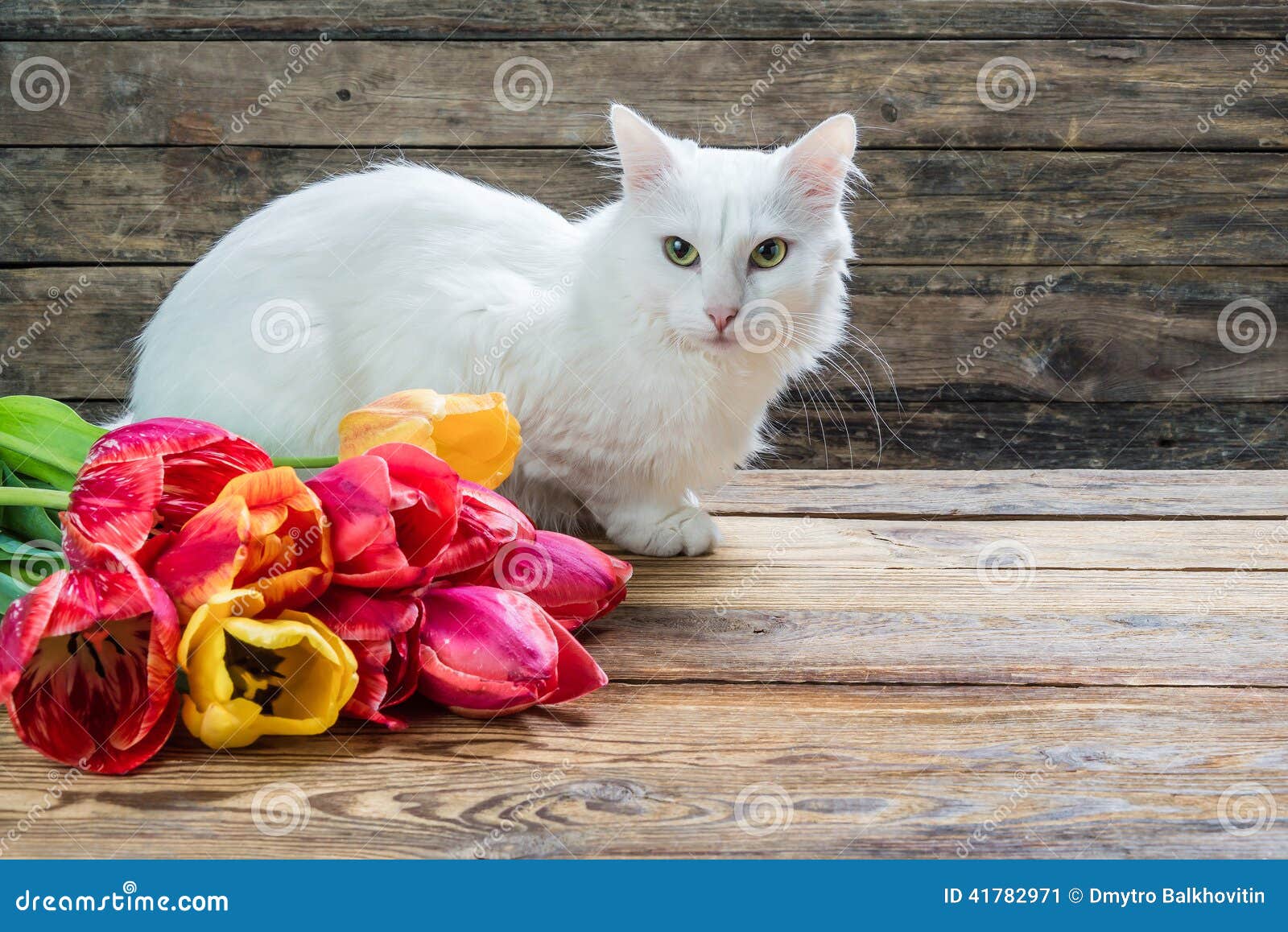 White angora cat stock image. Image of beautiful, rustiv - 41782971